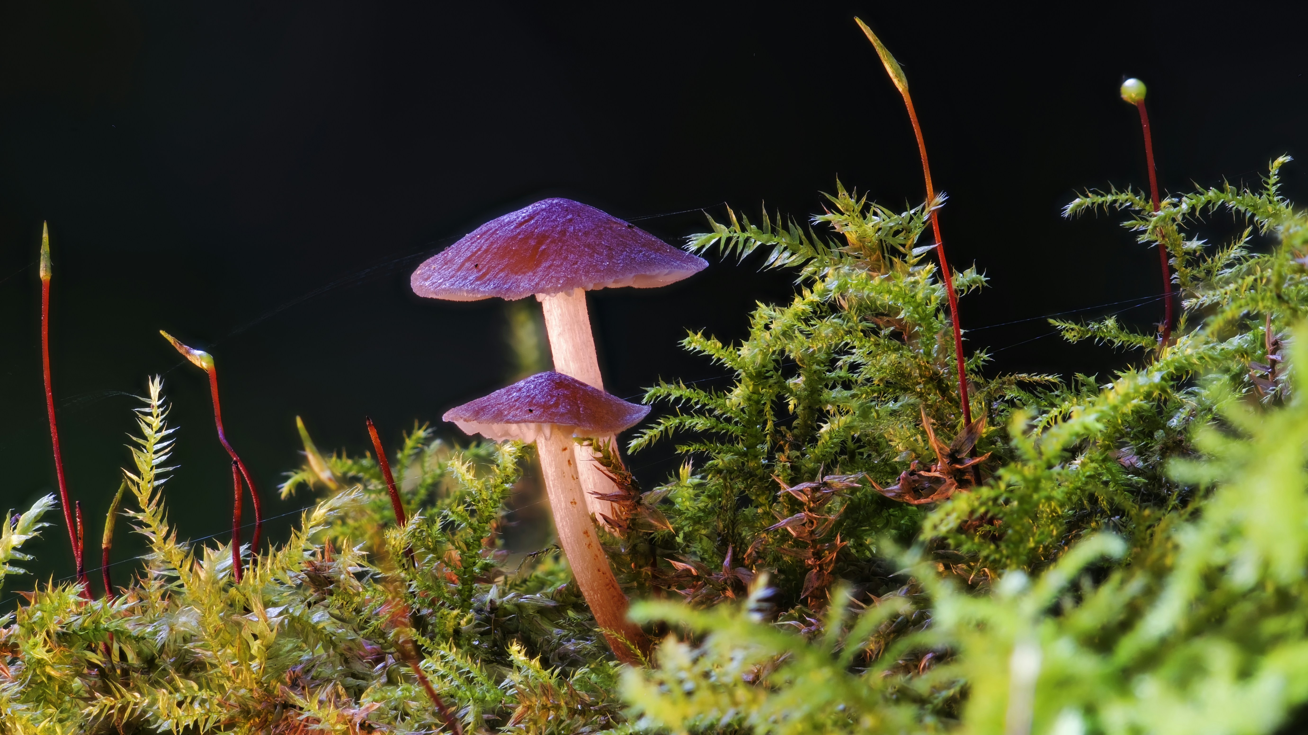 Mushroom Twins Amid Moss: A Quiet Forest Microstage