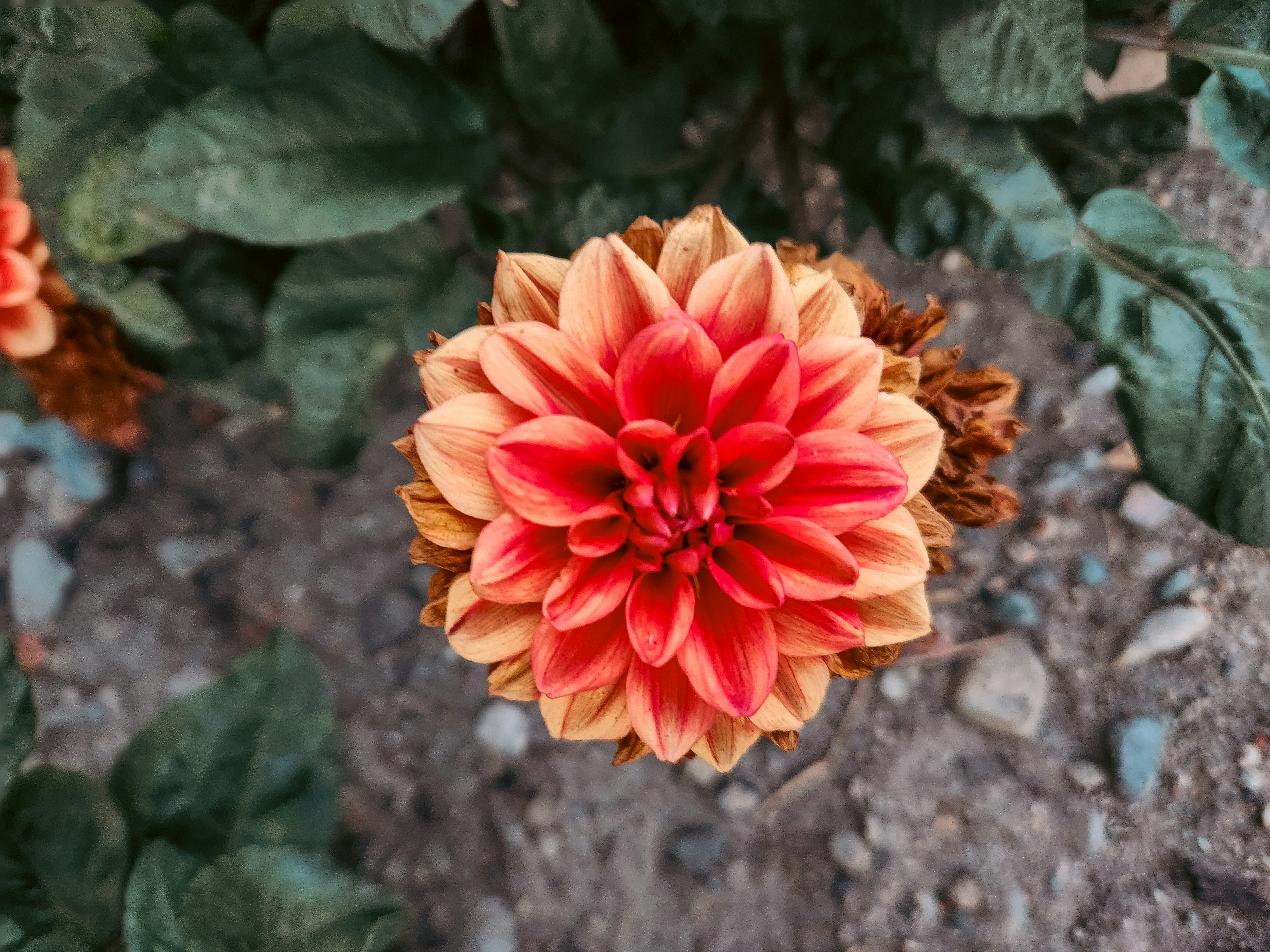Crimson Core: Ruby dahlia framed by rustic gravel