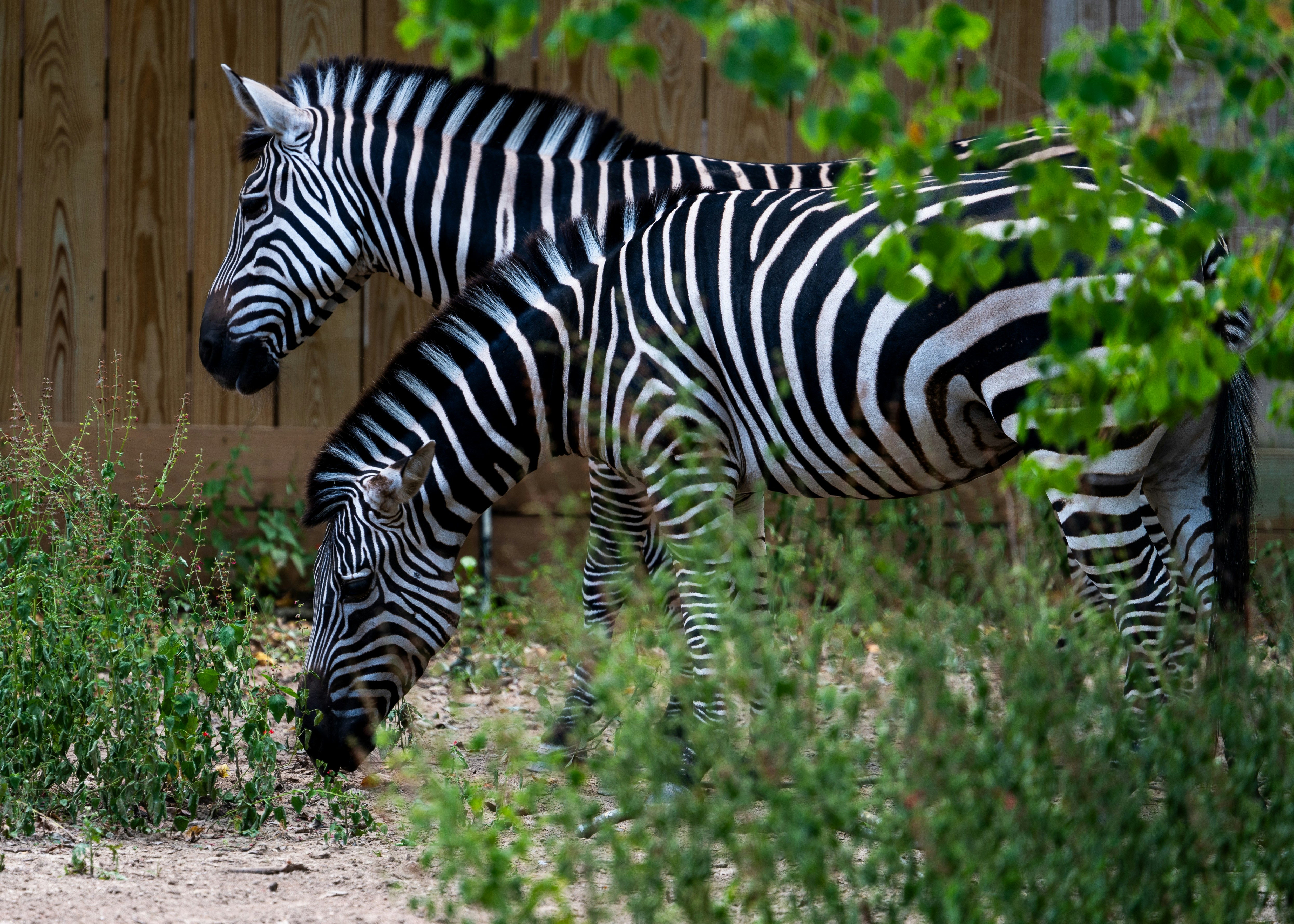 Stripe Dialogue by the Fence: Zebras Paused in Dappled Light