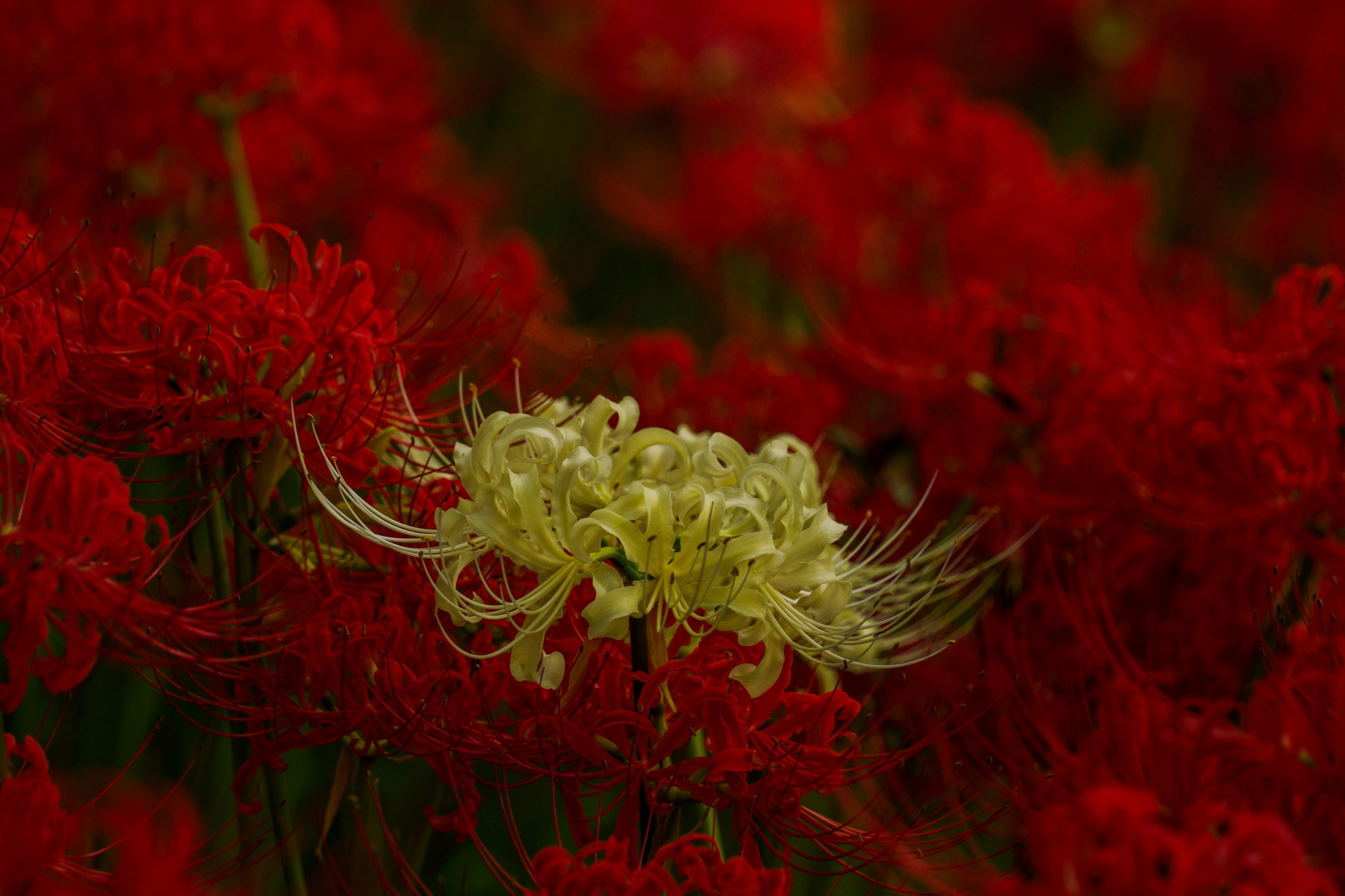 Cream Spider Lily Takes Center Stage Amid Scarlet Bloomscape