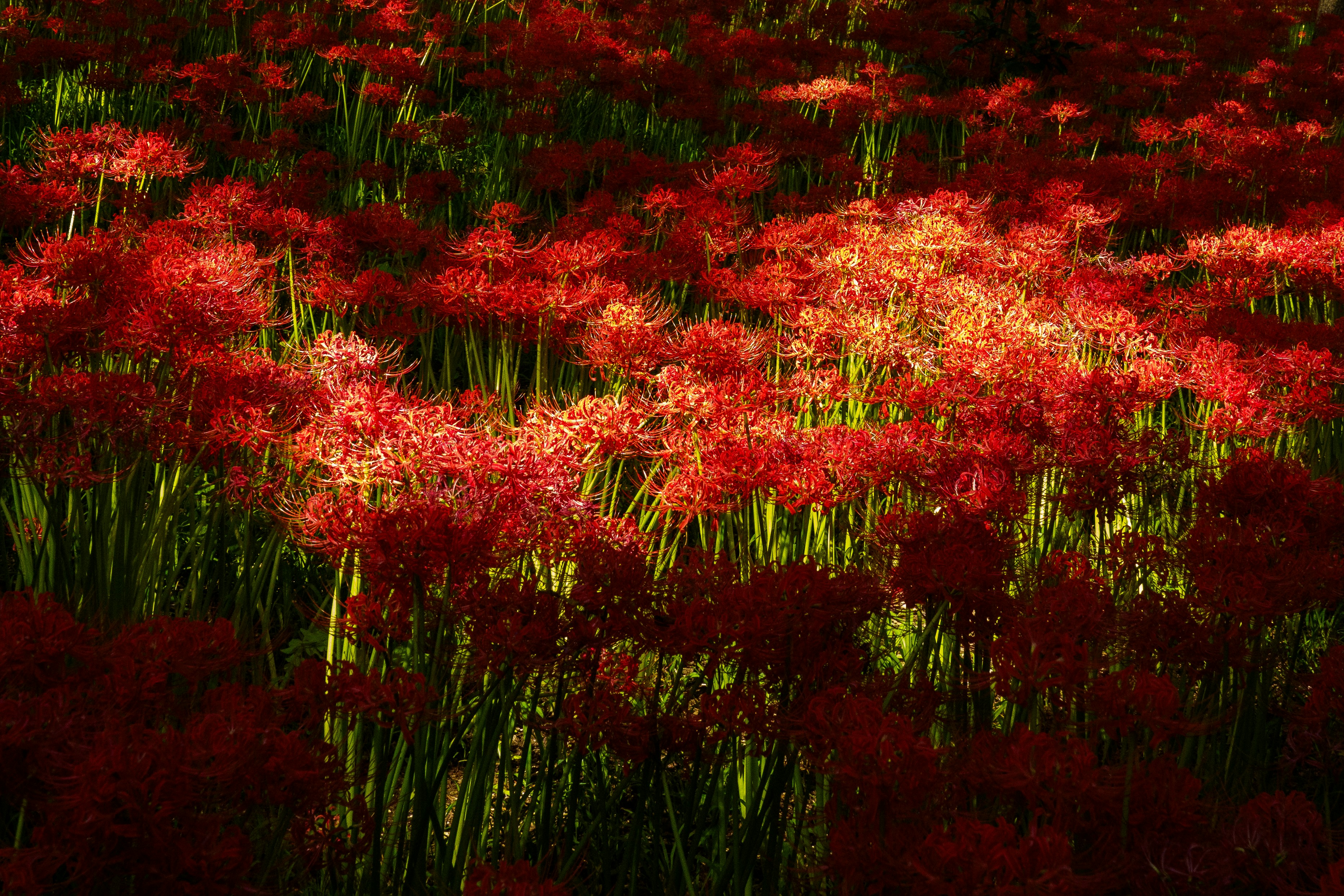 Foto Ladang yang penuh dengan bunga merah dan kuning – Gambar Bunga ...