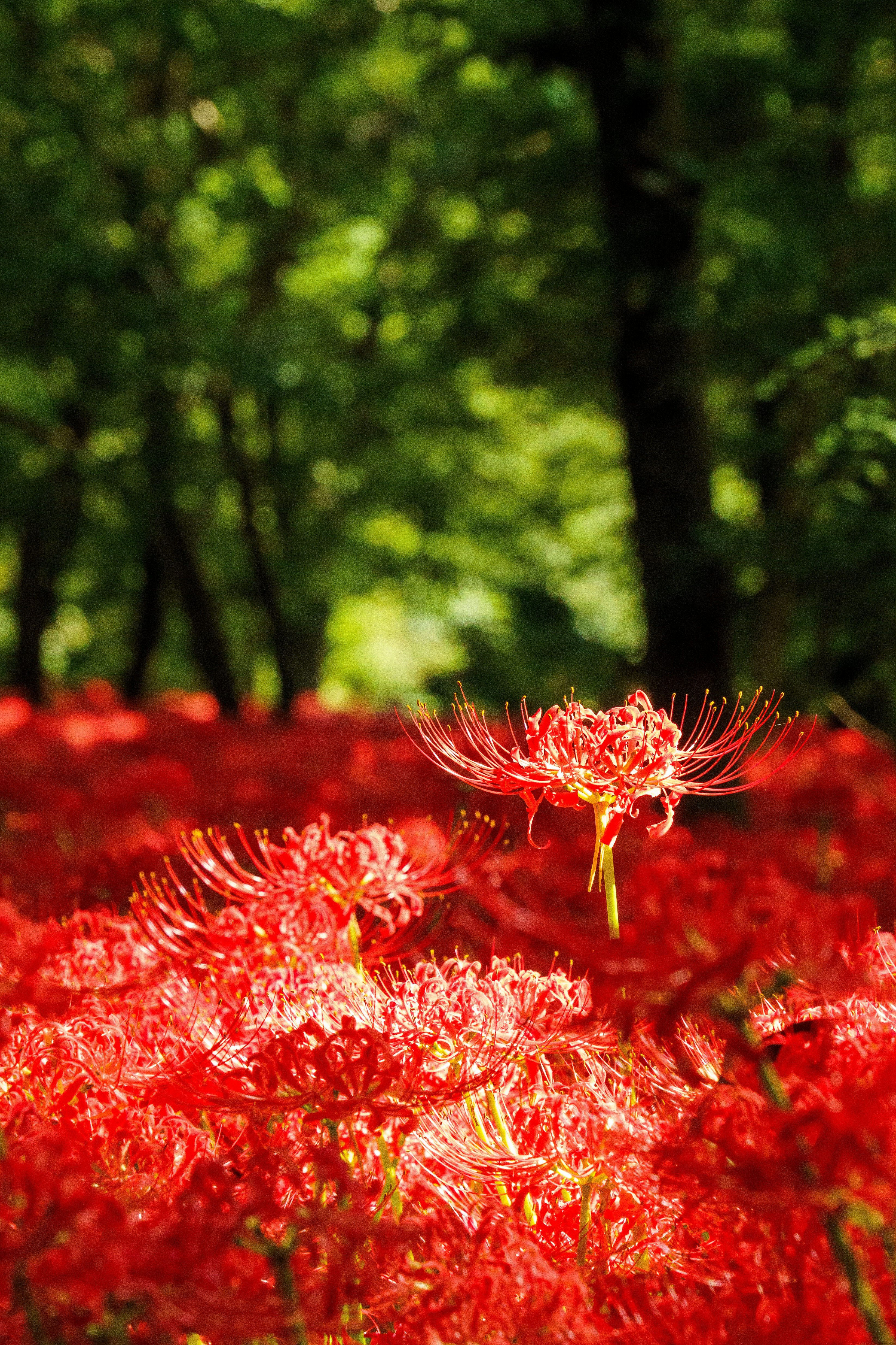 Foto Ladang bunga merah dengan pepohonan di latar belakang – Gambar ...