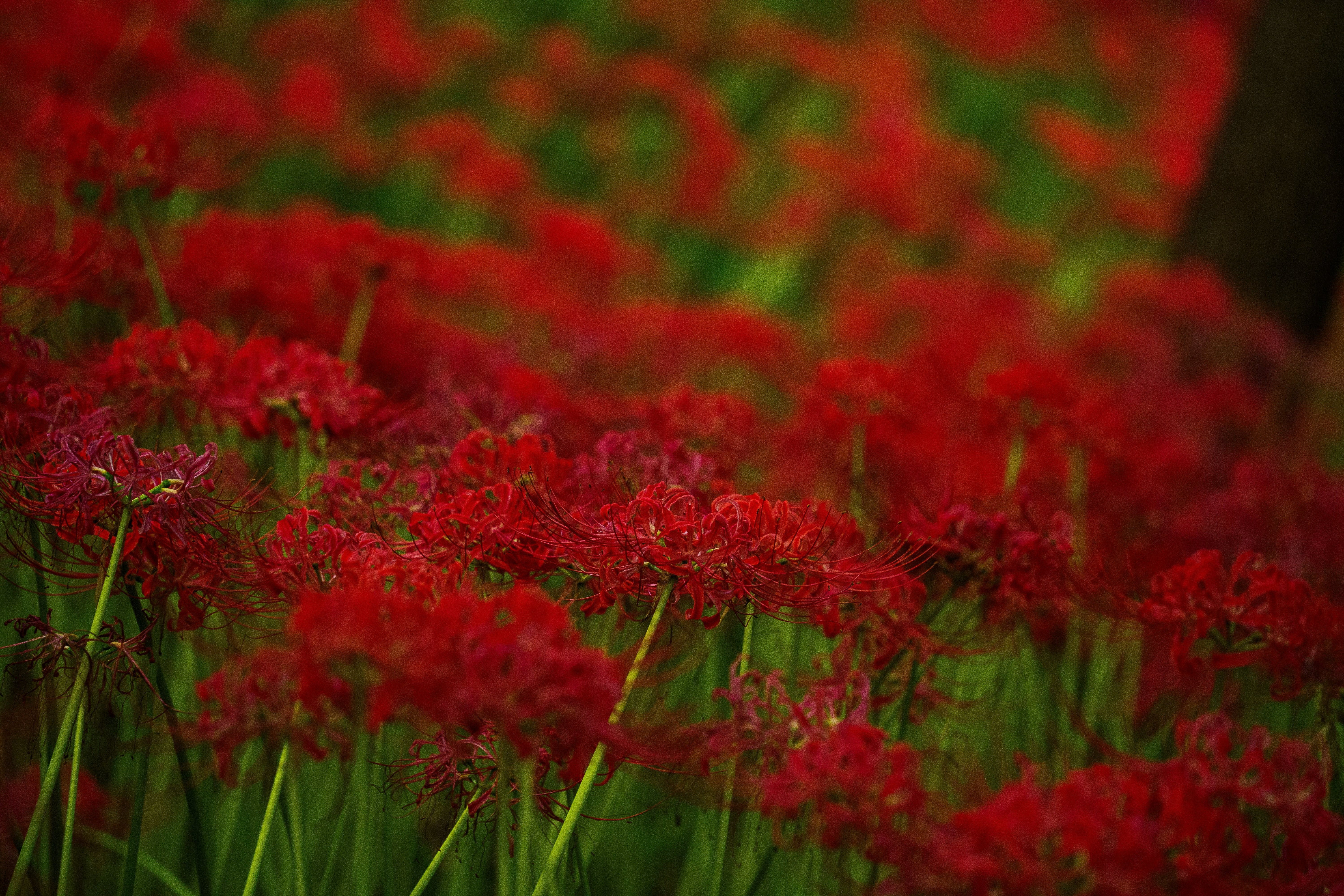 Crimson Lace in a Quiet Green Field