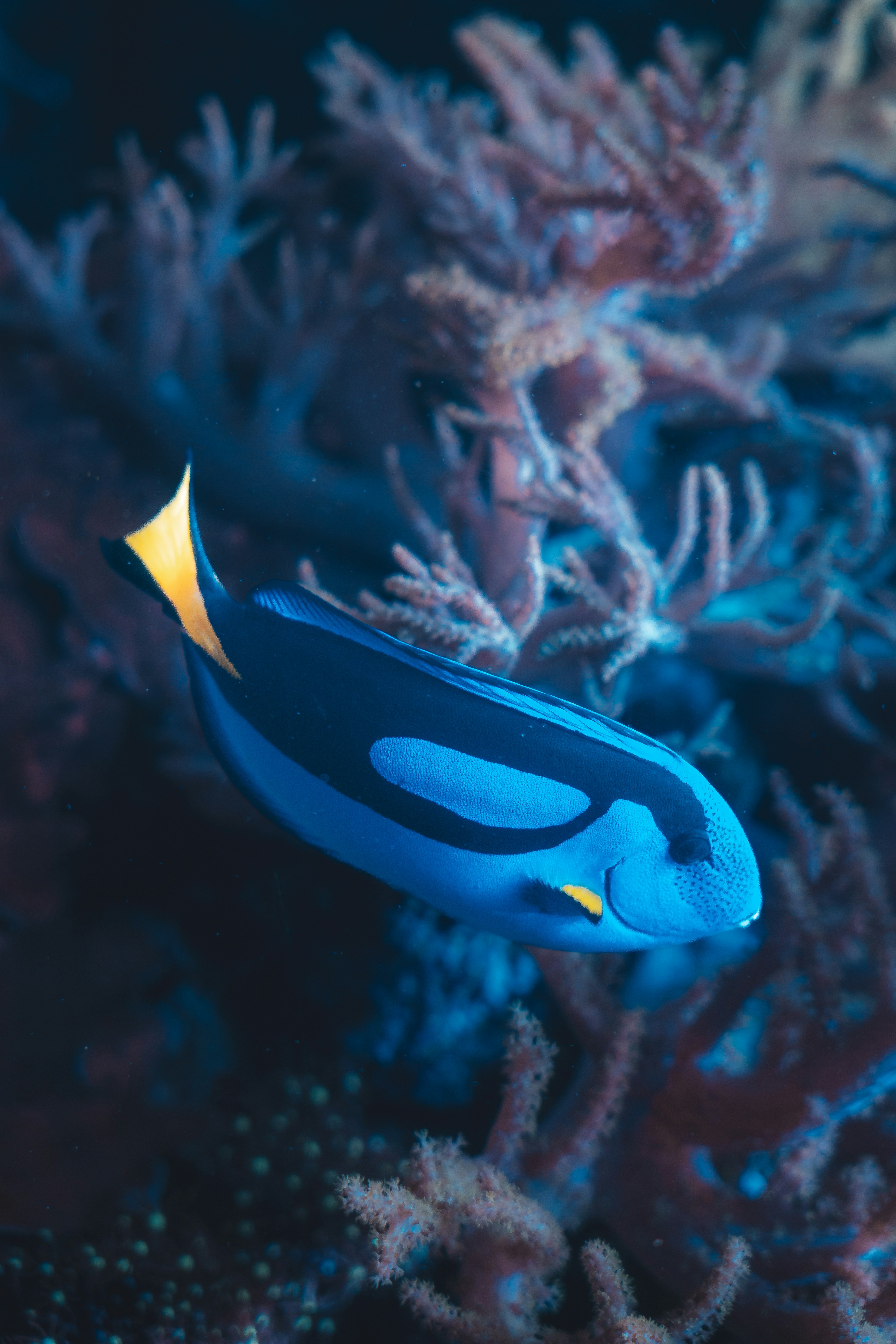 Un petit poisson bleu et jaune sur un corail photo – Image gratuite de ...