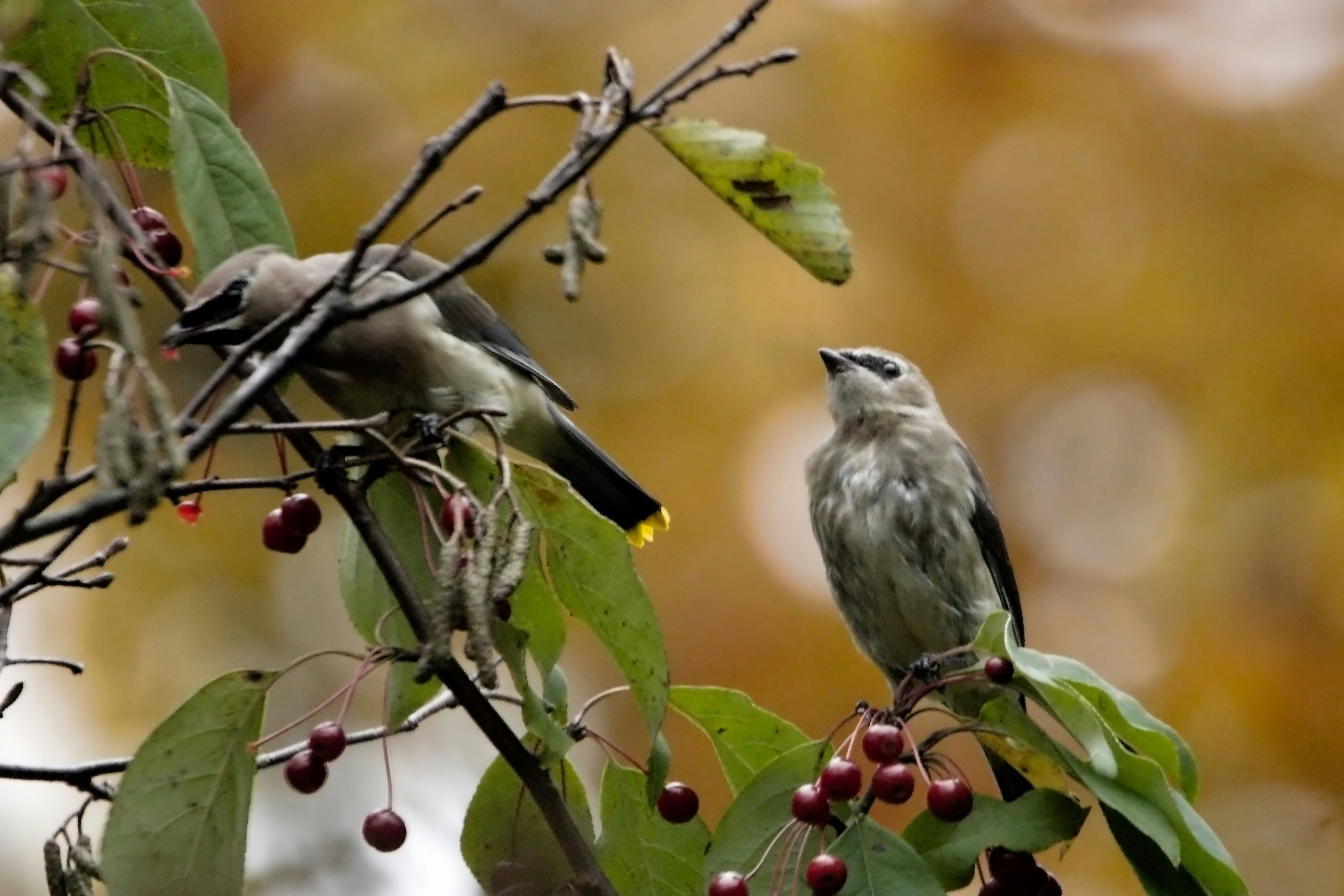 Autumn Perch: Two Warblers Amid Red Berries