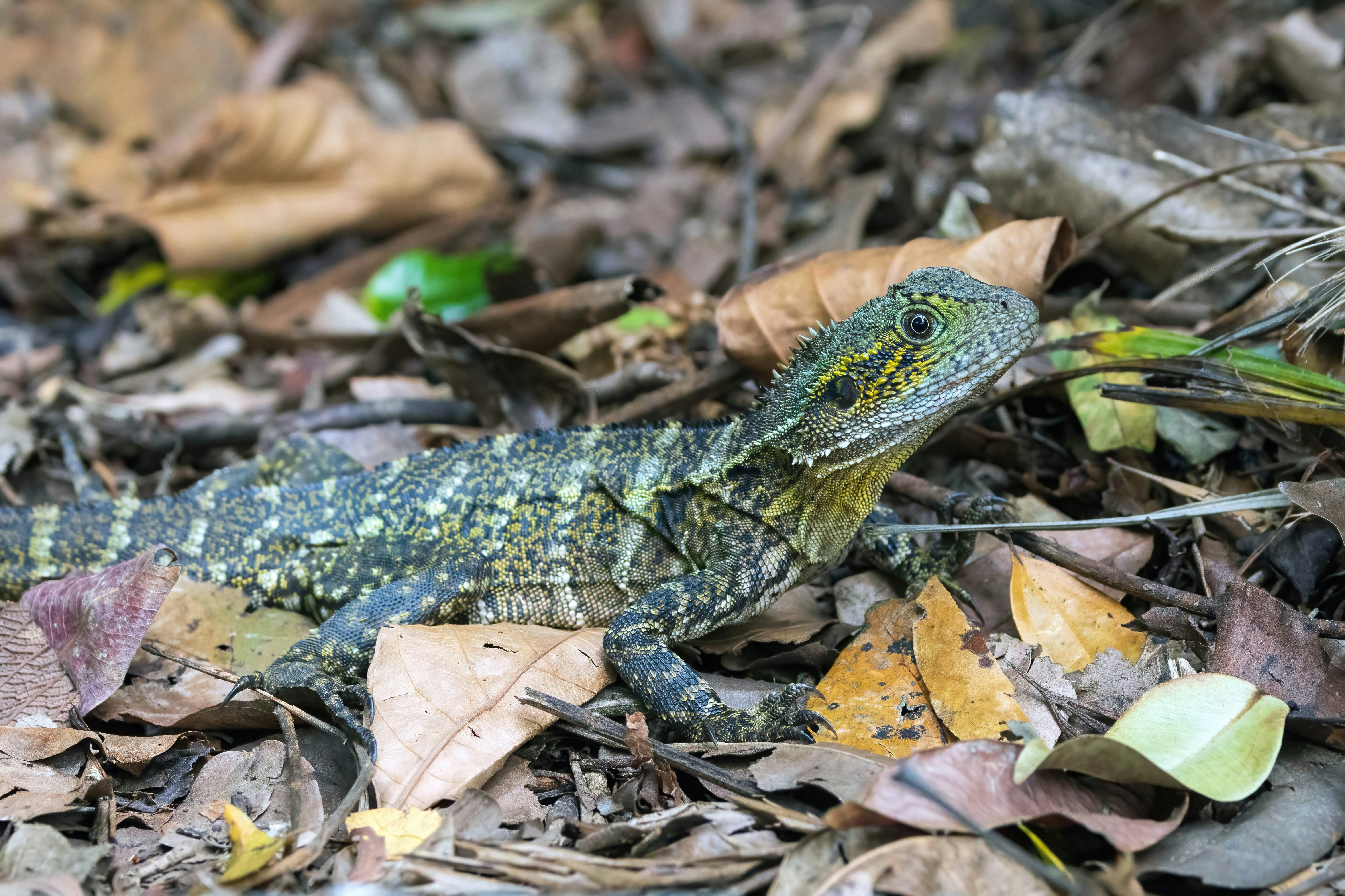 A lizard that is laying on the ground photo – Free Kuranda qld Image on ...