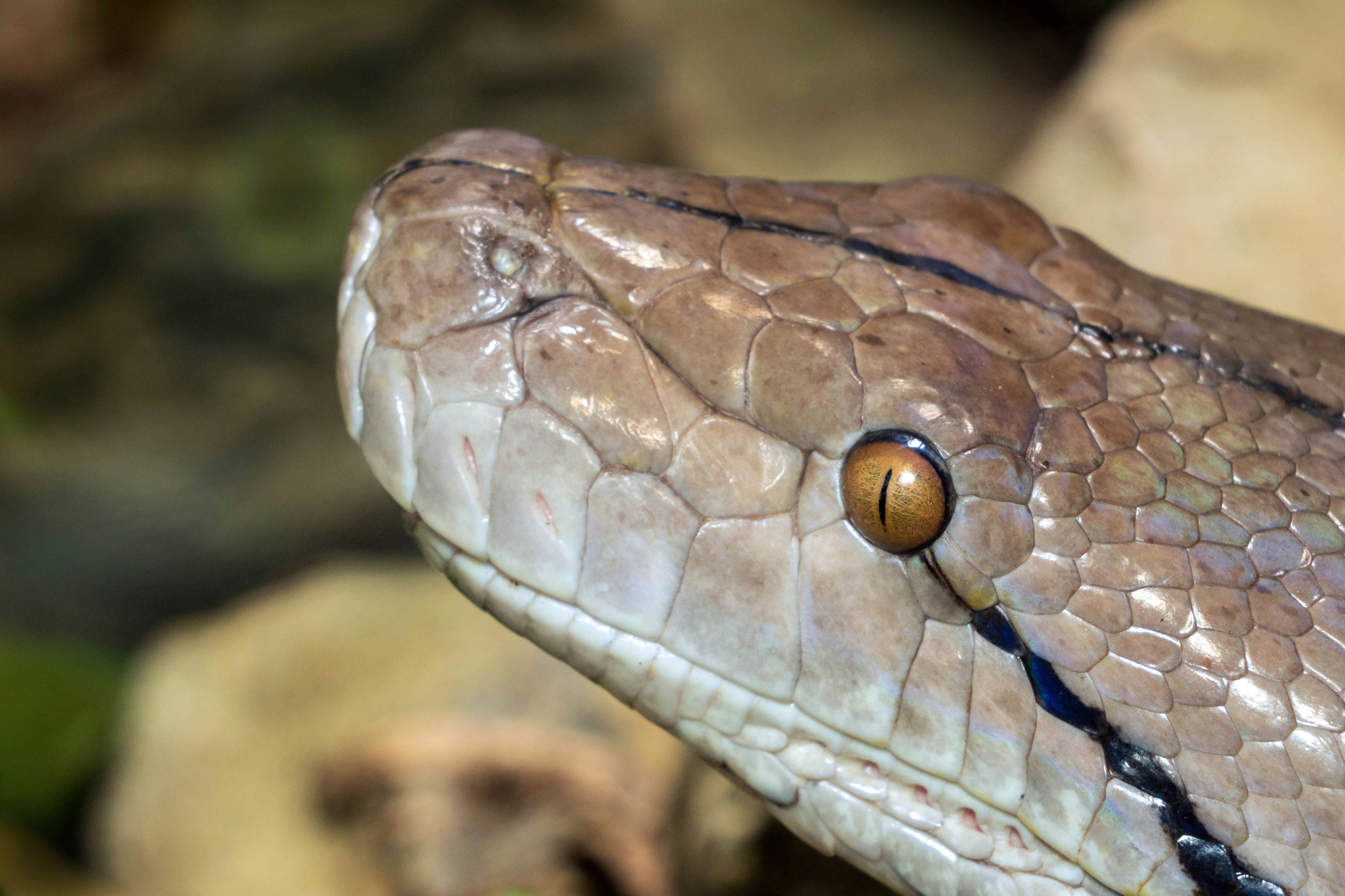 Snake Head Pictures | Download Free Images on Unsplash