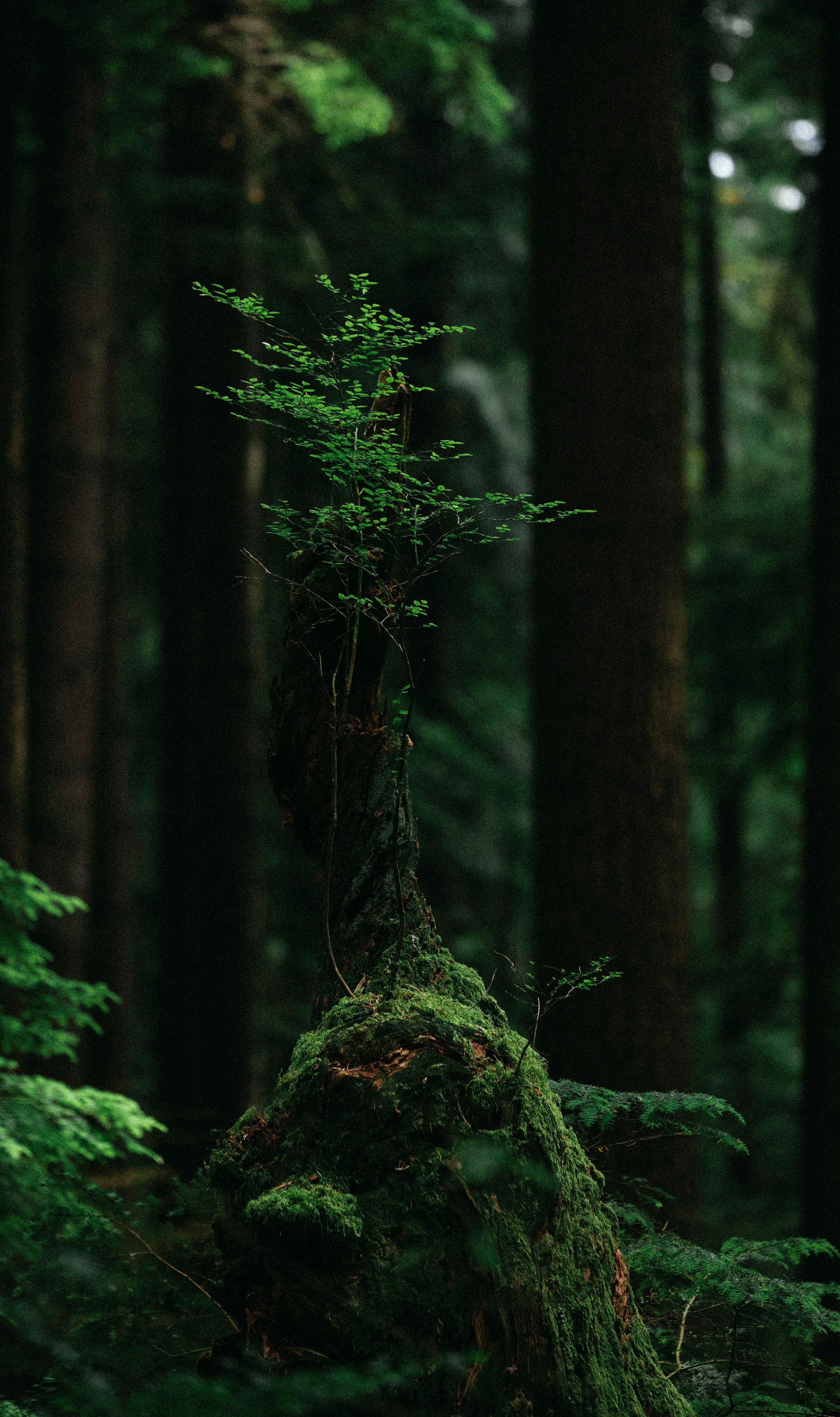 A lone sapling rises from a moss-covered stump, set against a dark, forested backdrop of tall, blurred trunks.