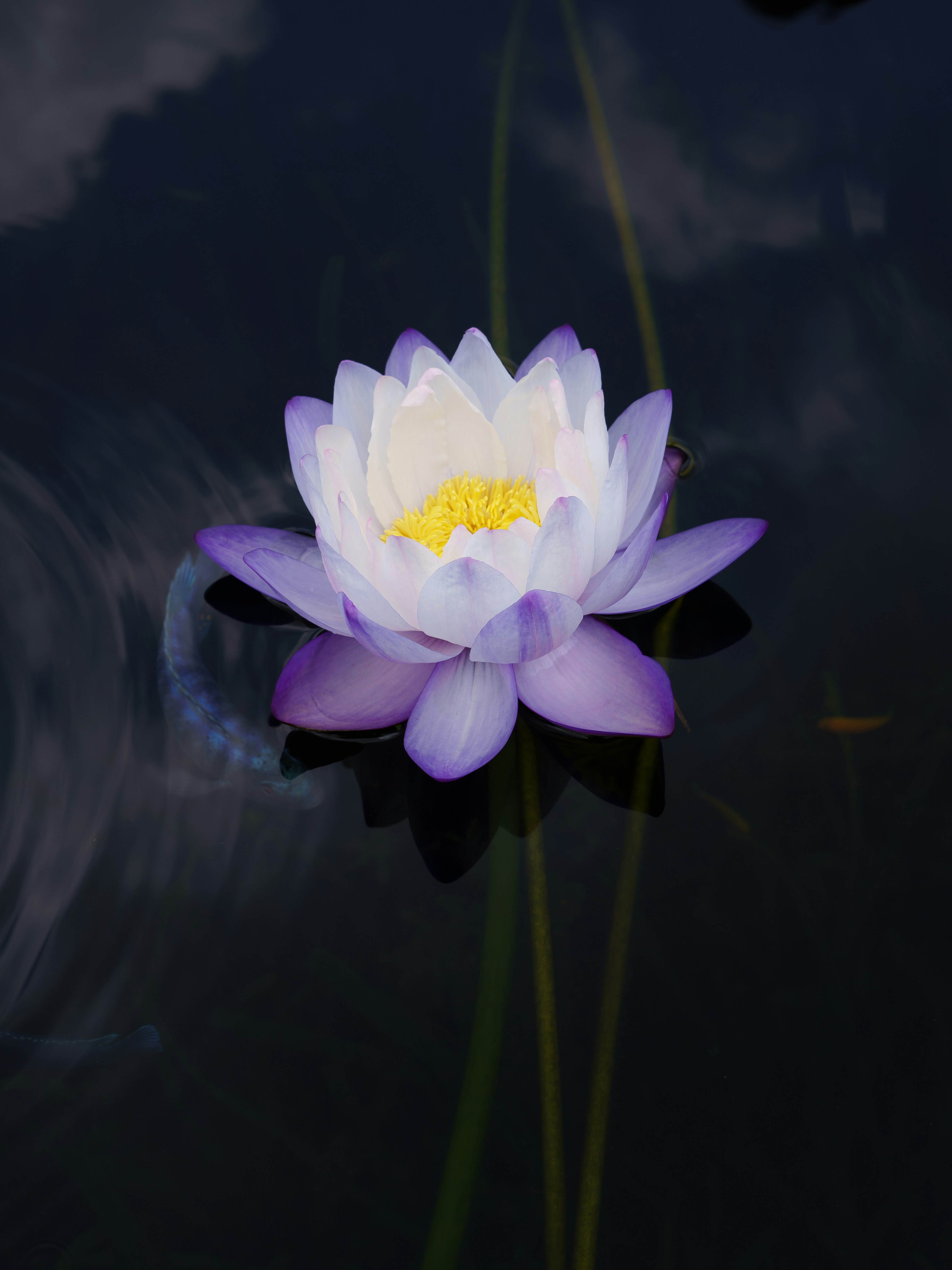 Velvet Pond Bloom: A Violet-White Water Lily on a Dark Mirror