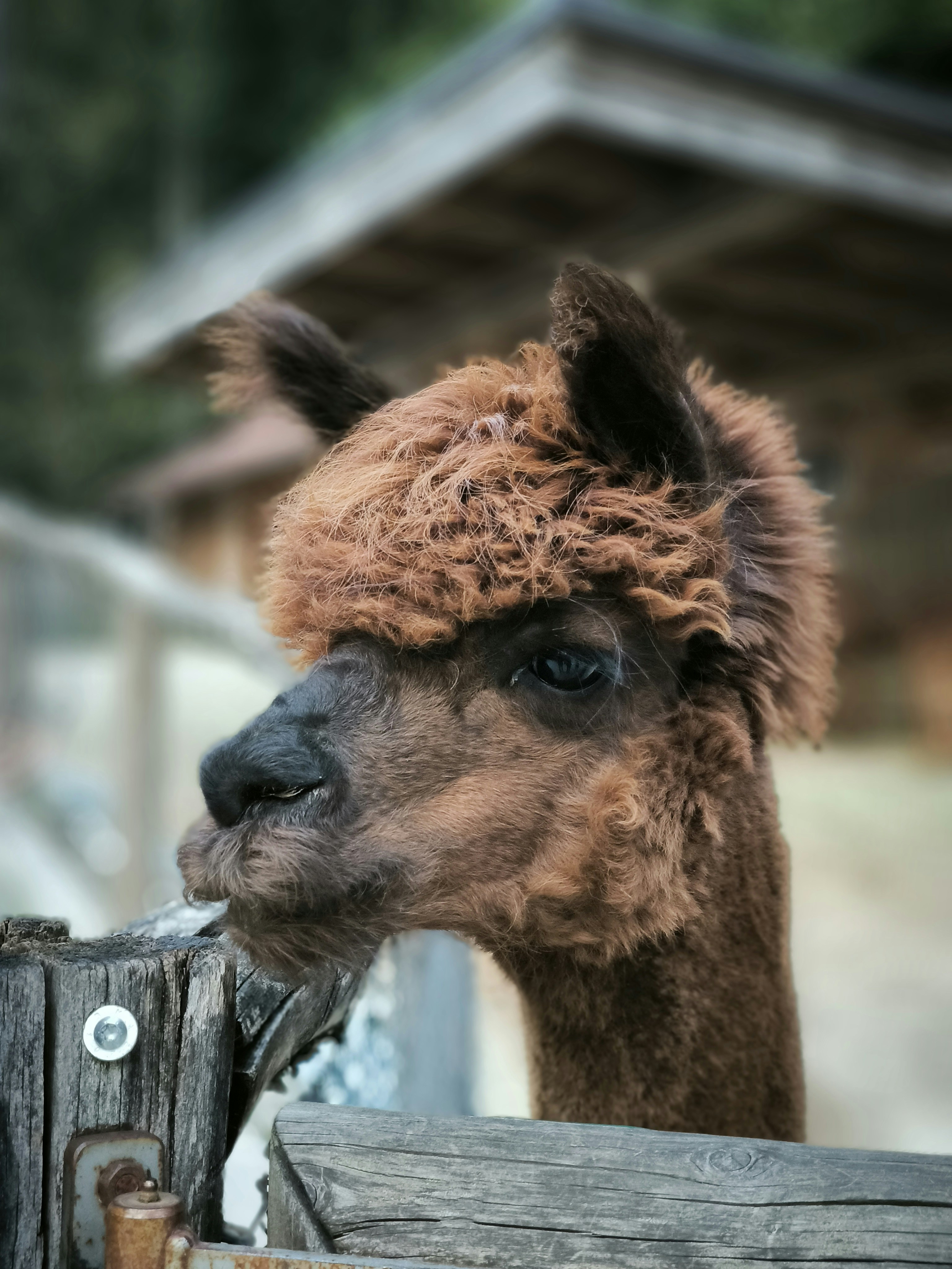 Photo by Nikola with Xiaomi 13T Premium