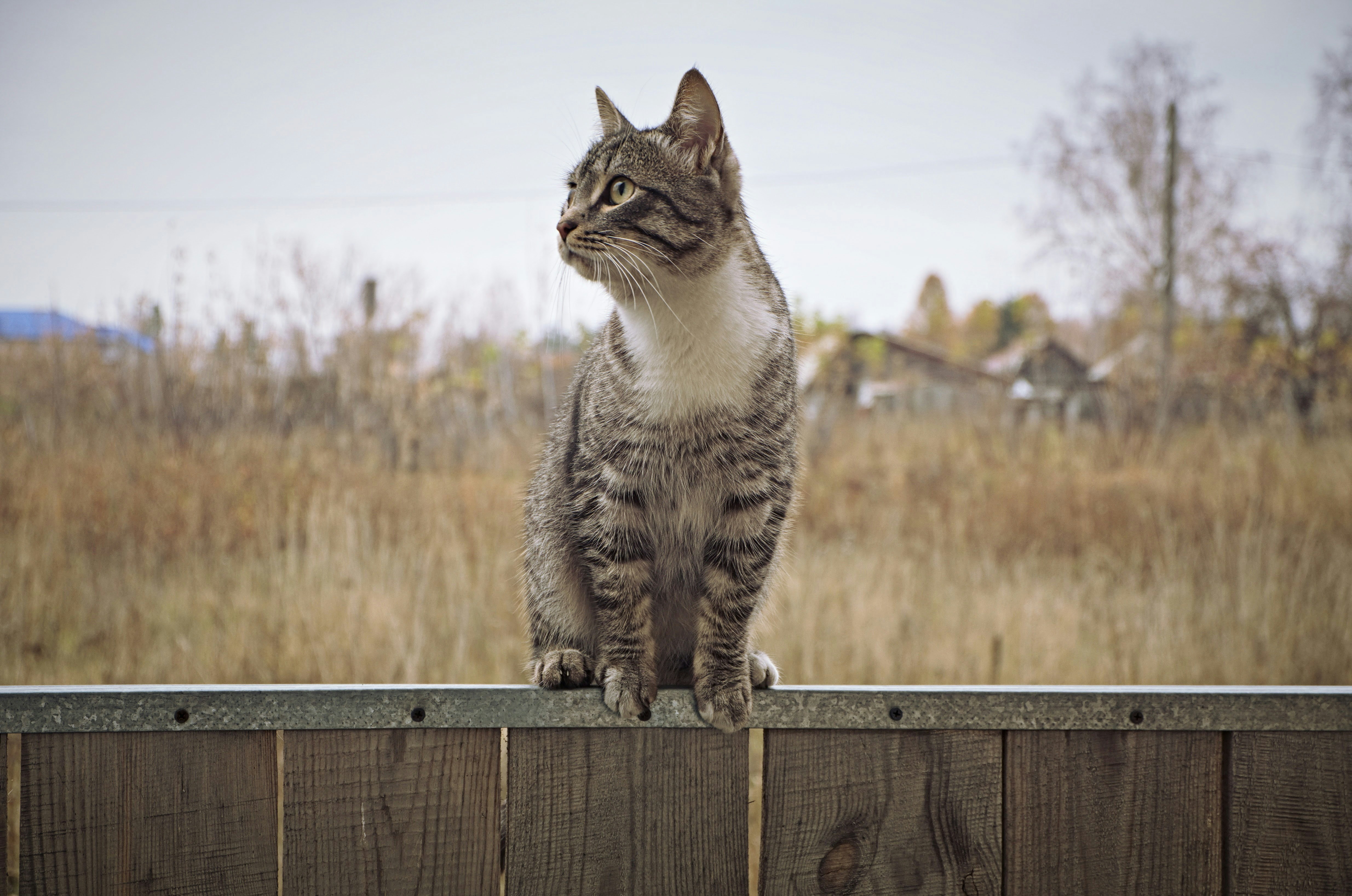Gaze on the Gatepost: A Tabby’s Quiet Watch in Autumn Light