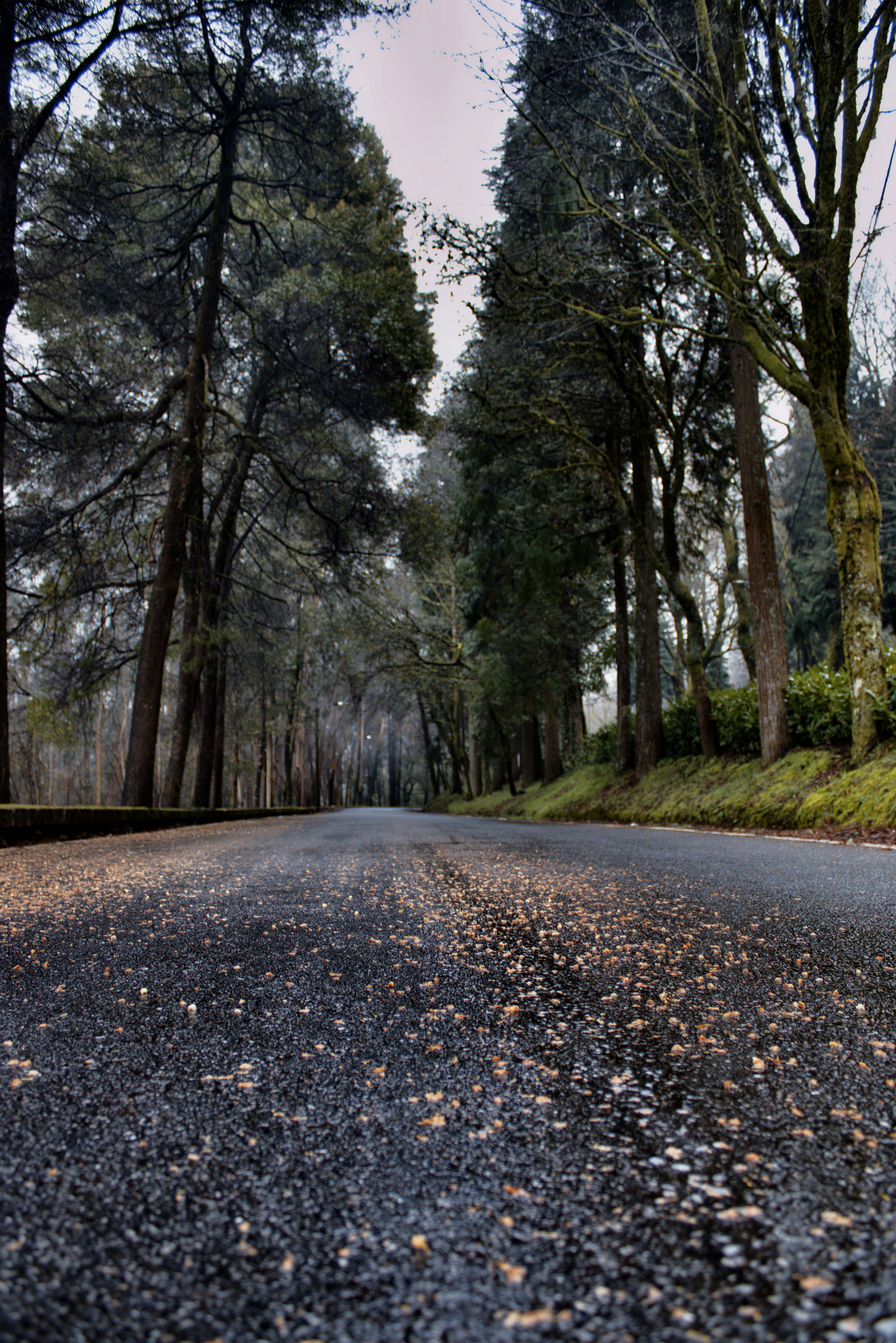 Photo by Daniel Azevedo with Canon EOS 200D