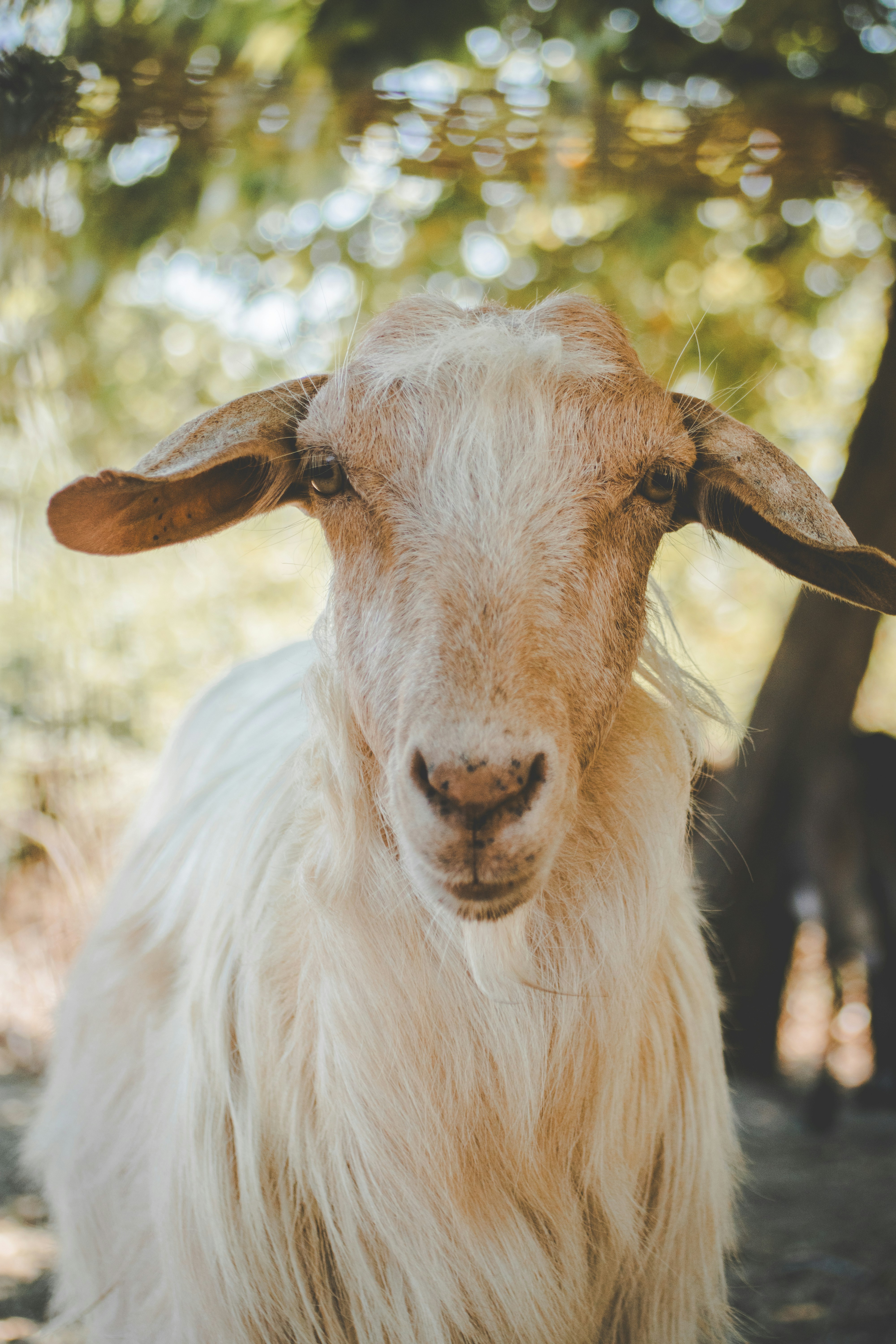 A goat with long hair standing on a dirt road photo – Free Animal Image ...