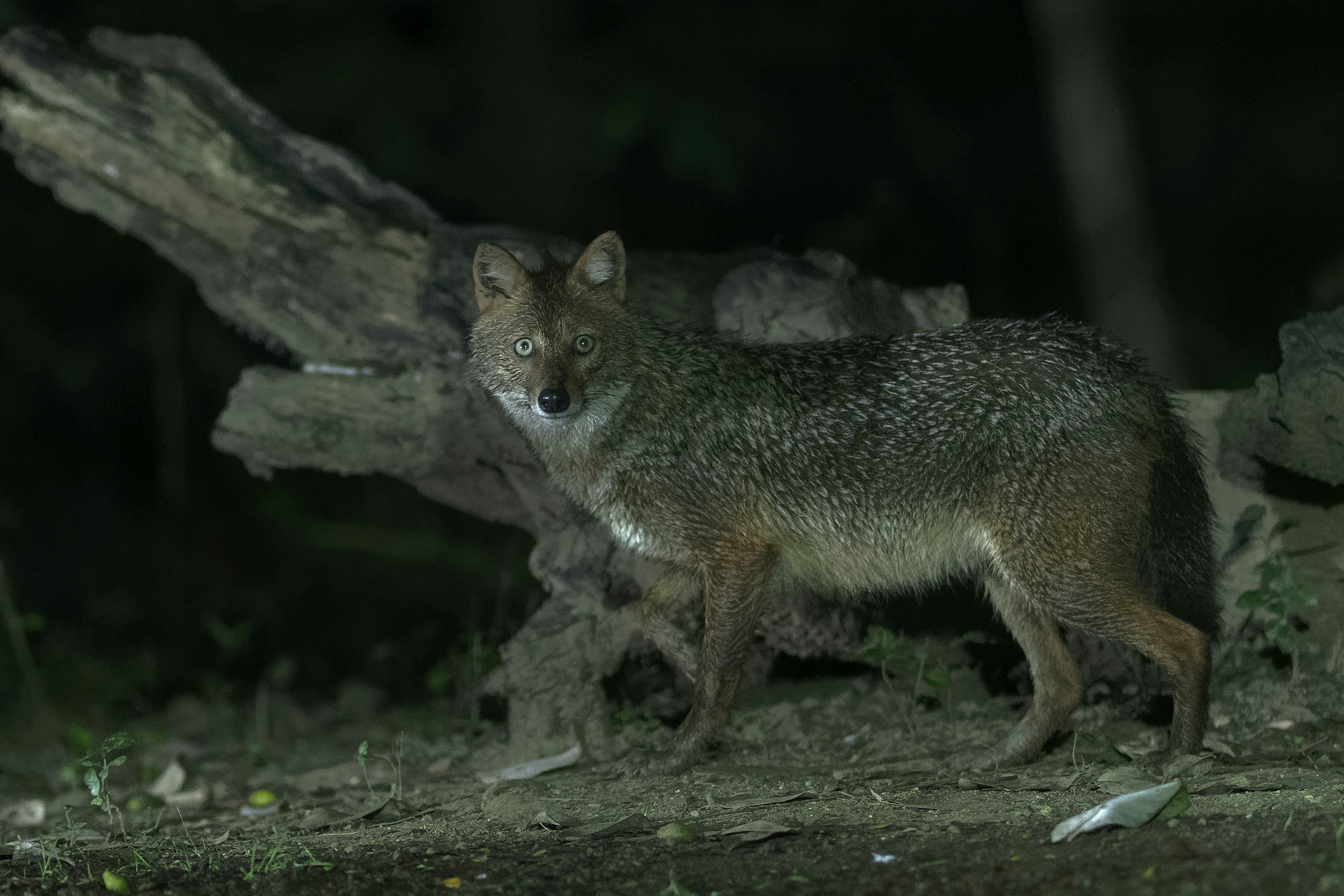 Nocturnal Forest Watch: A wary fox under moonlight