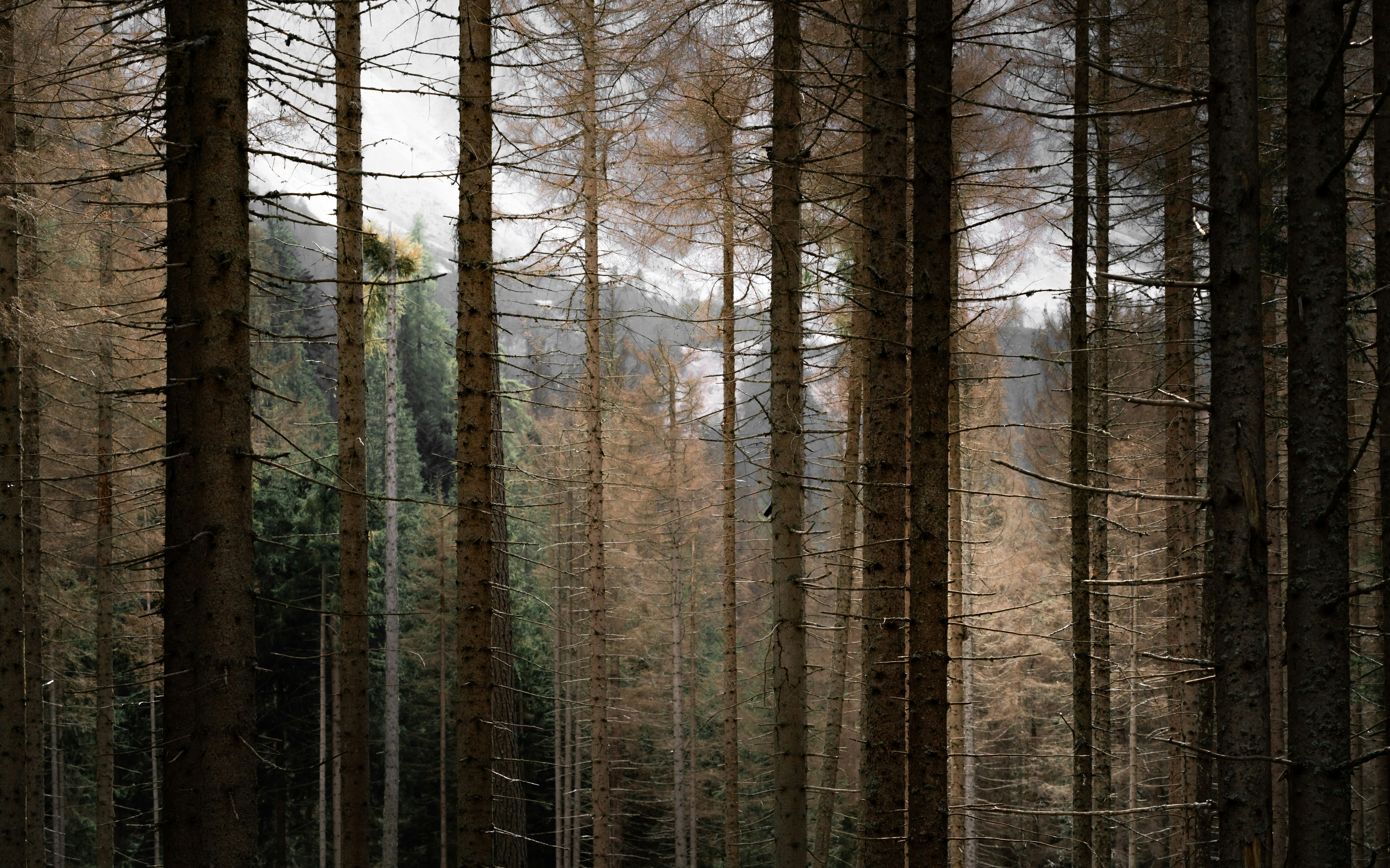 A forest filled with lots of tall trees photo – Free Forest Image on ...