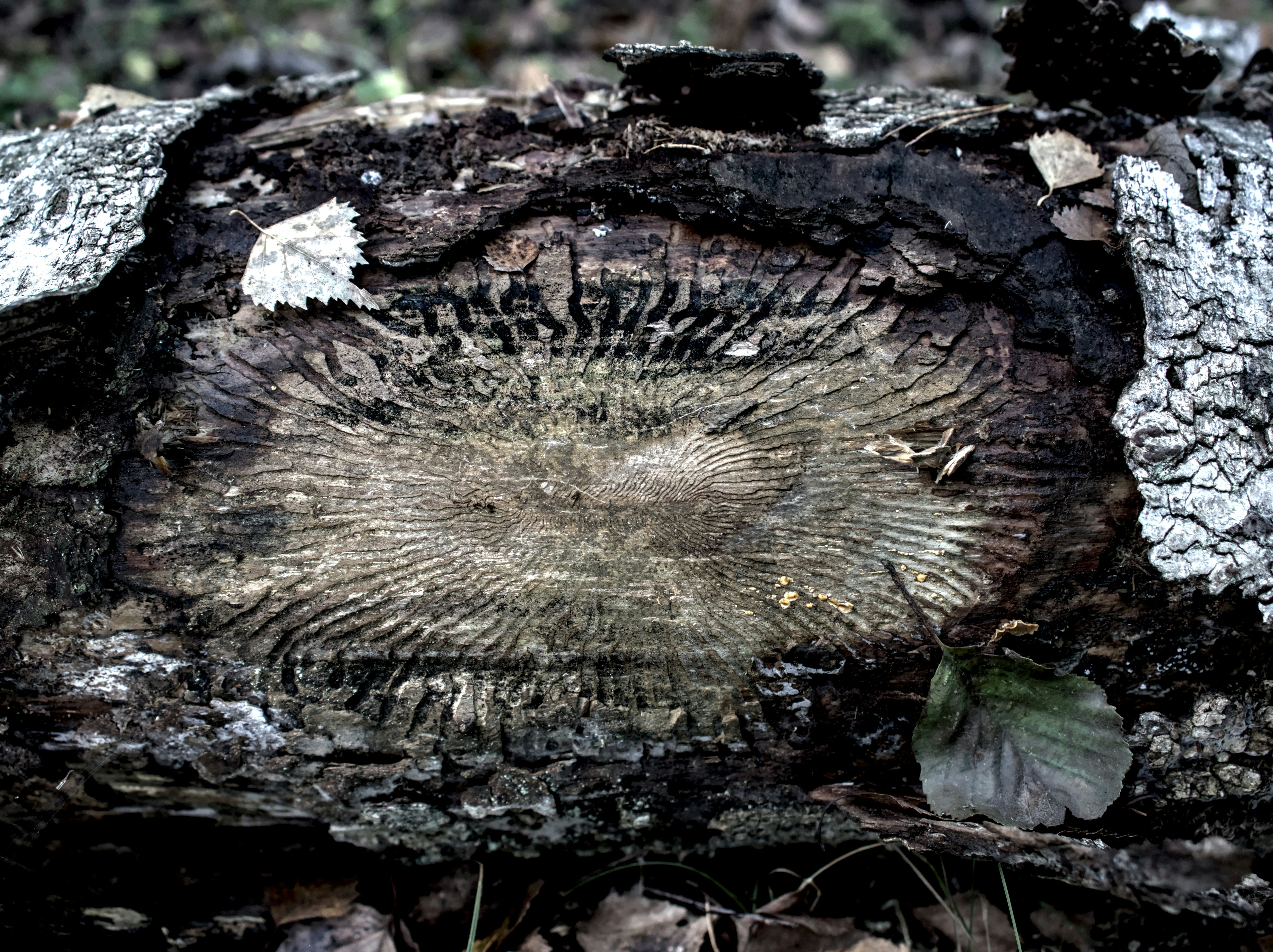 Rings of the Fallen: A Close-Up View into a Weathered Log on the Forest Floor