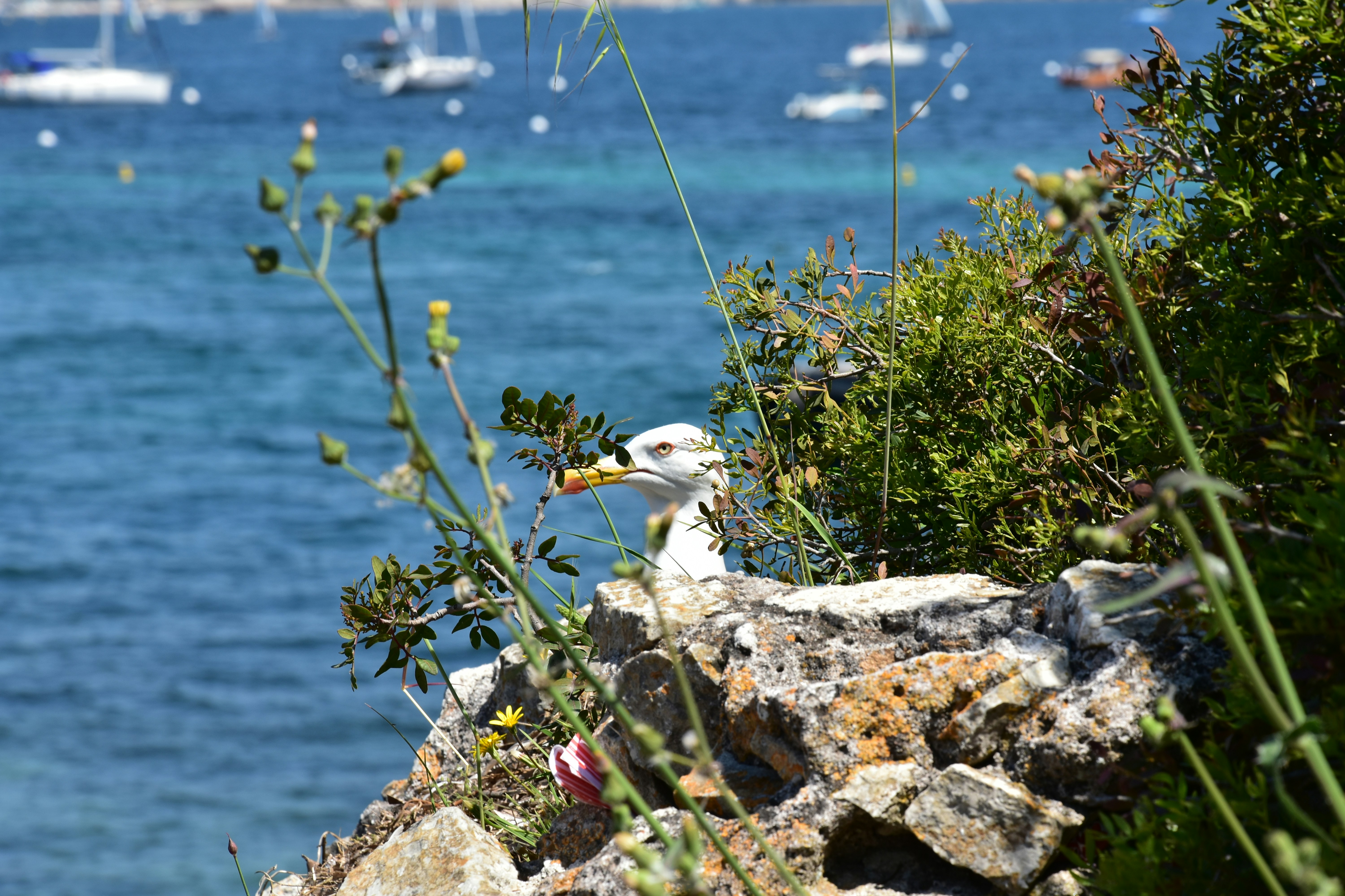 Seagull Sentinel over Weathered Rocks by a Quiet Harbor