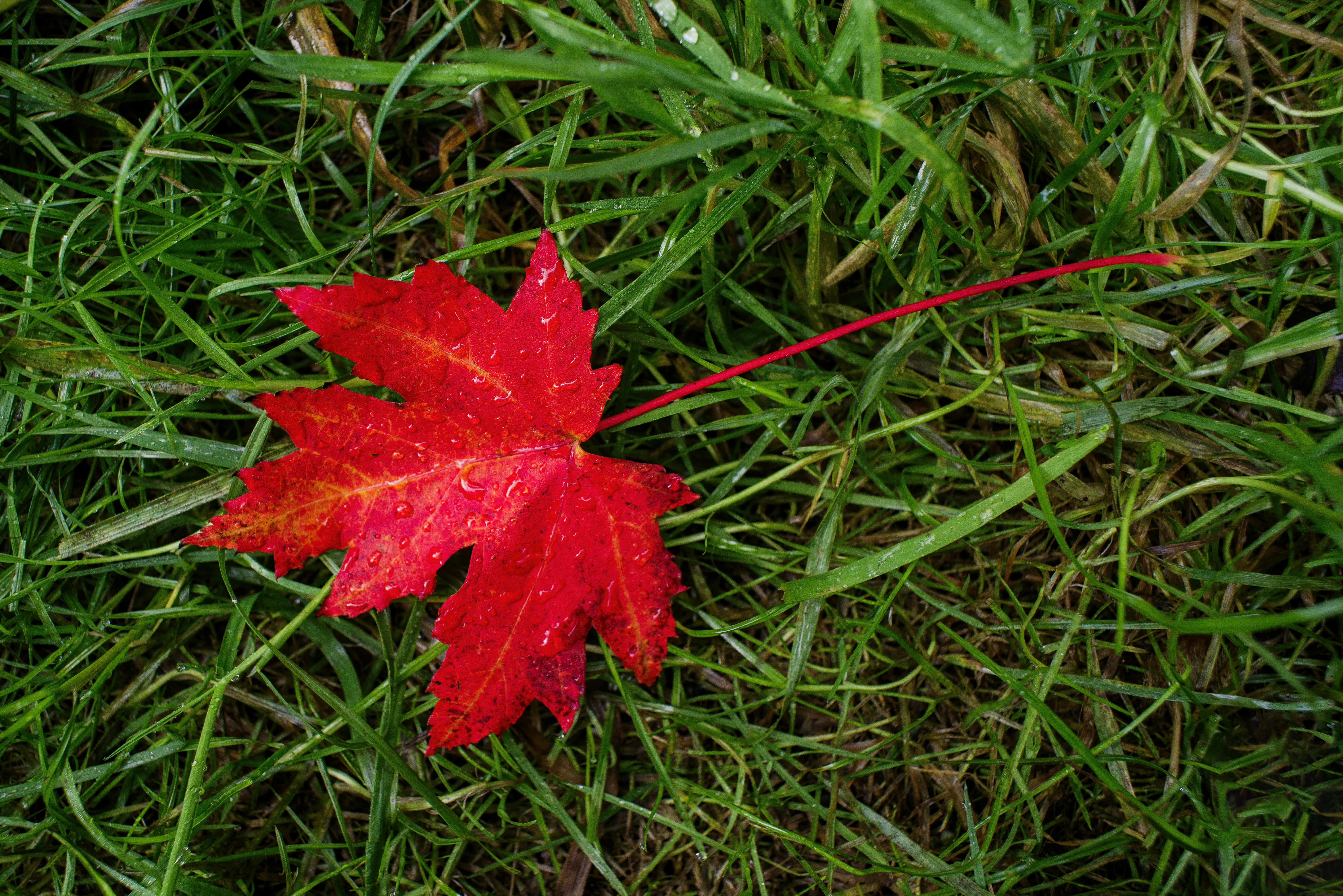 A red leaf laying on top of a lush green field