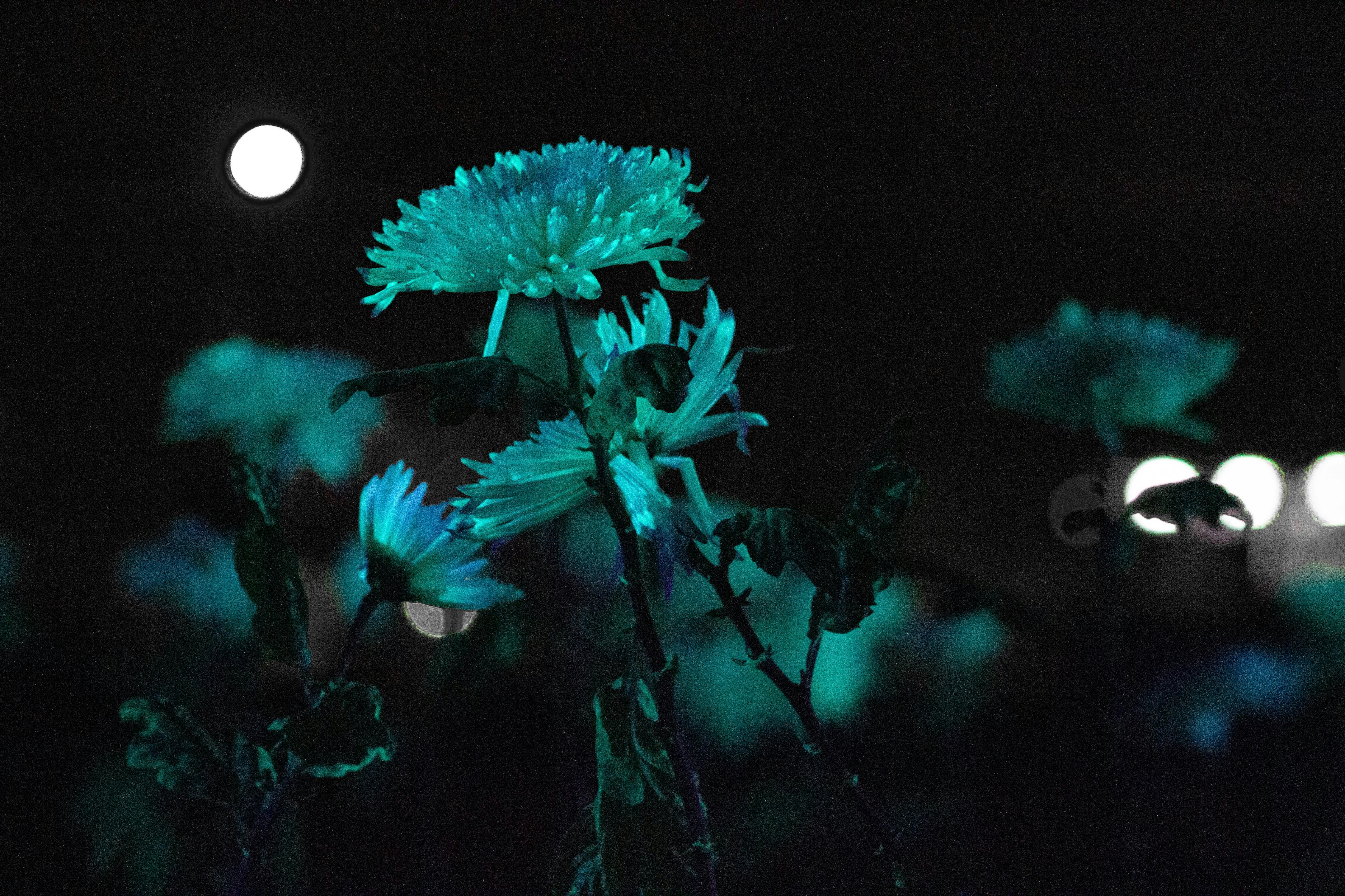 Moonlit Chrysanthemums: Neon Blooms in Nightshade