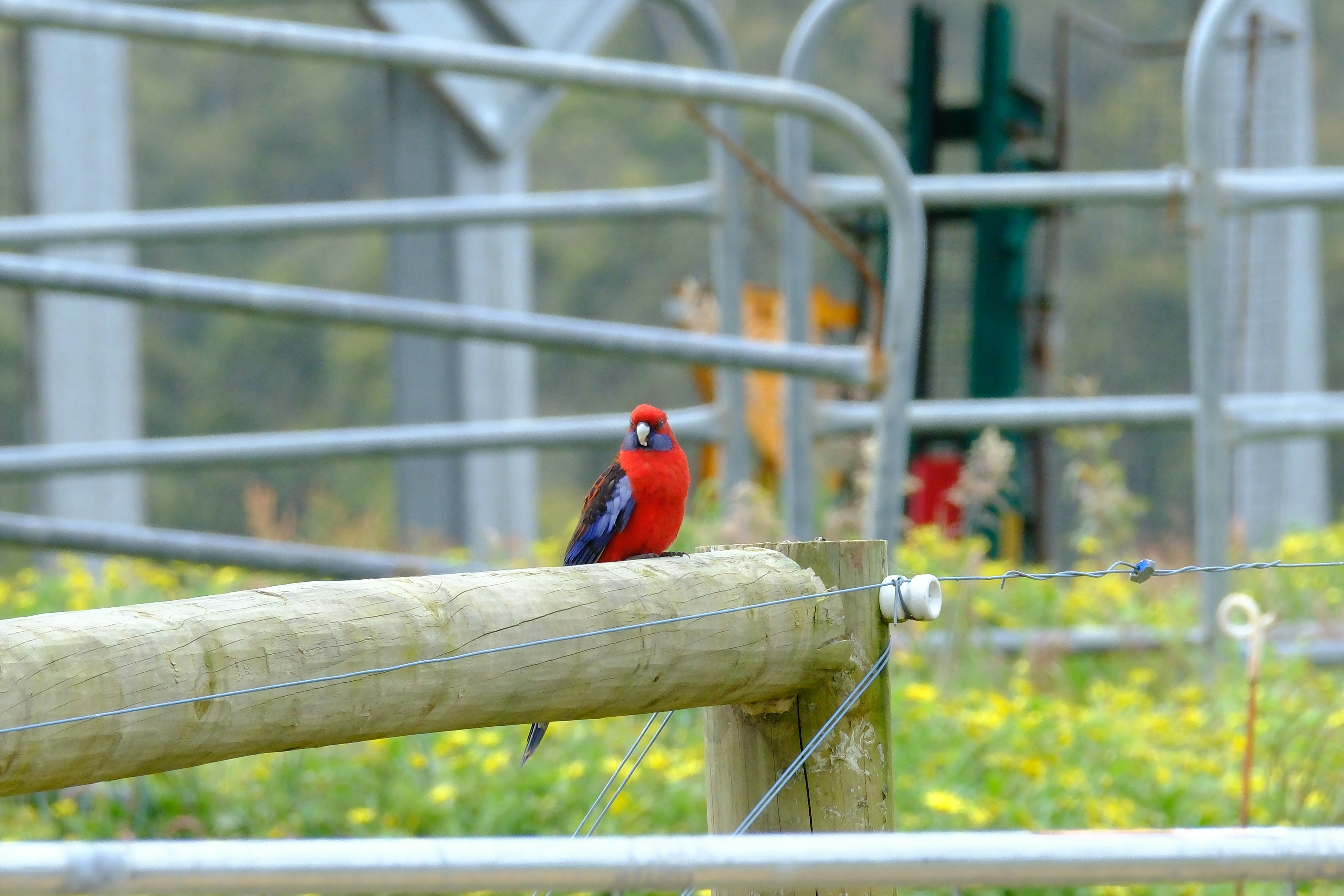 Crimson Parrot on a Weathered Fence Amid Spring Rails and Golden Bloom