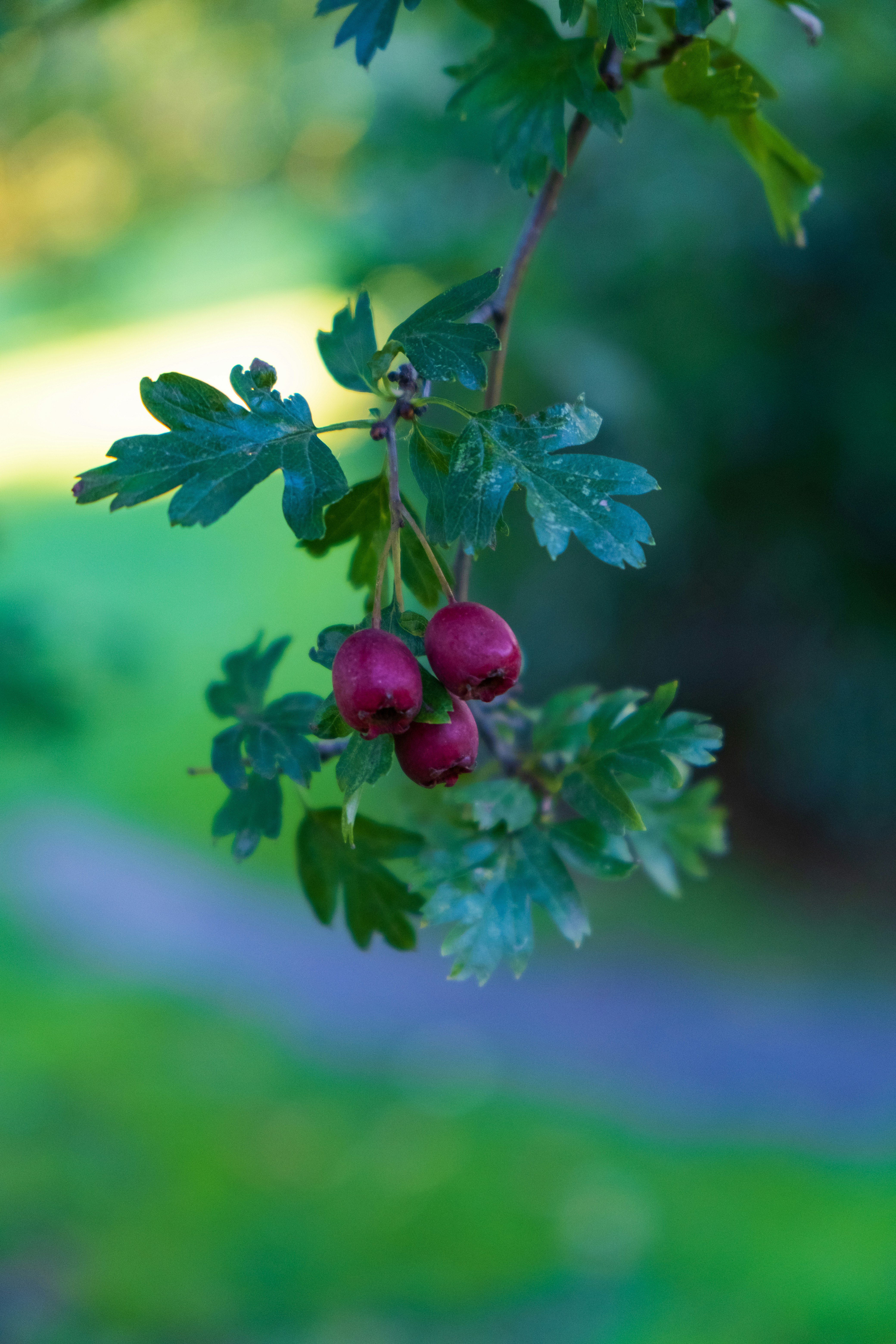 Crimson berries on a sunlit-green stem in soft-focus garden