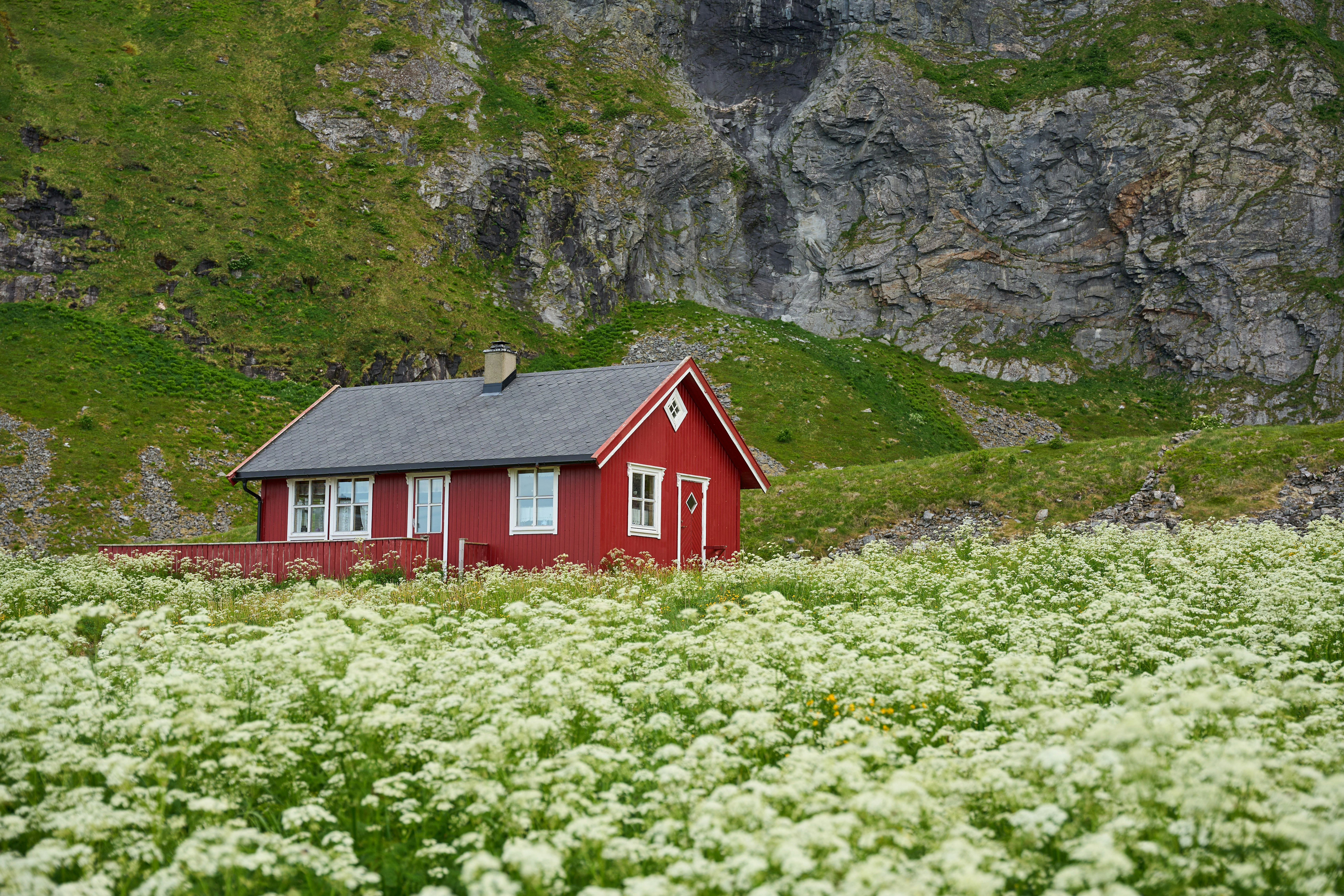 Crimson Cottage in a Sea of White Blooms Beneath a Rugged Cliff