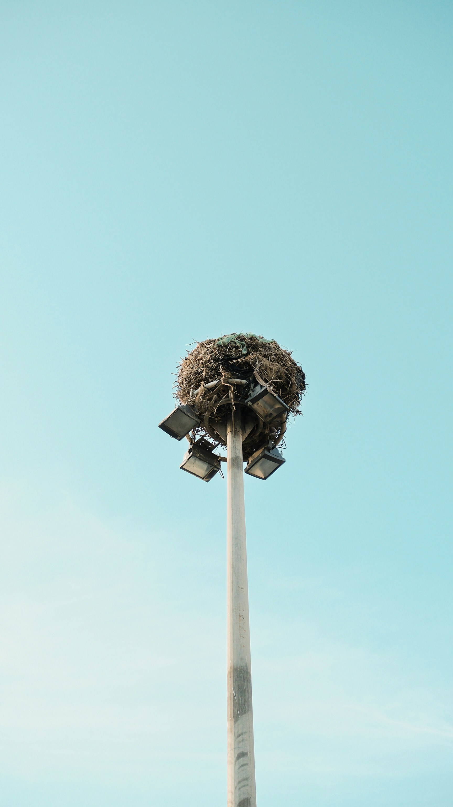 Nest Crowned by a Streetlight Against a Powder-Blue Sky