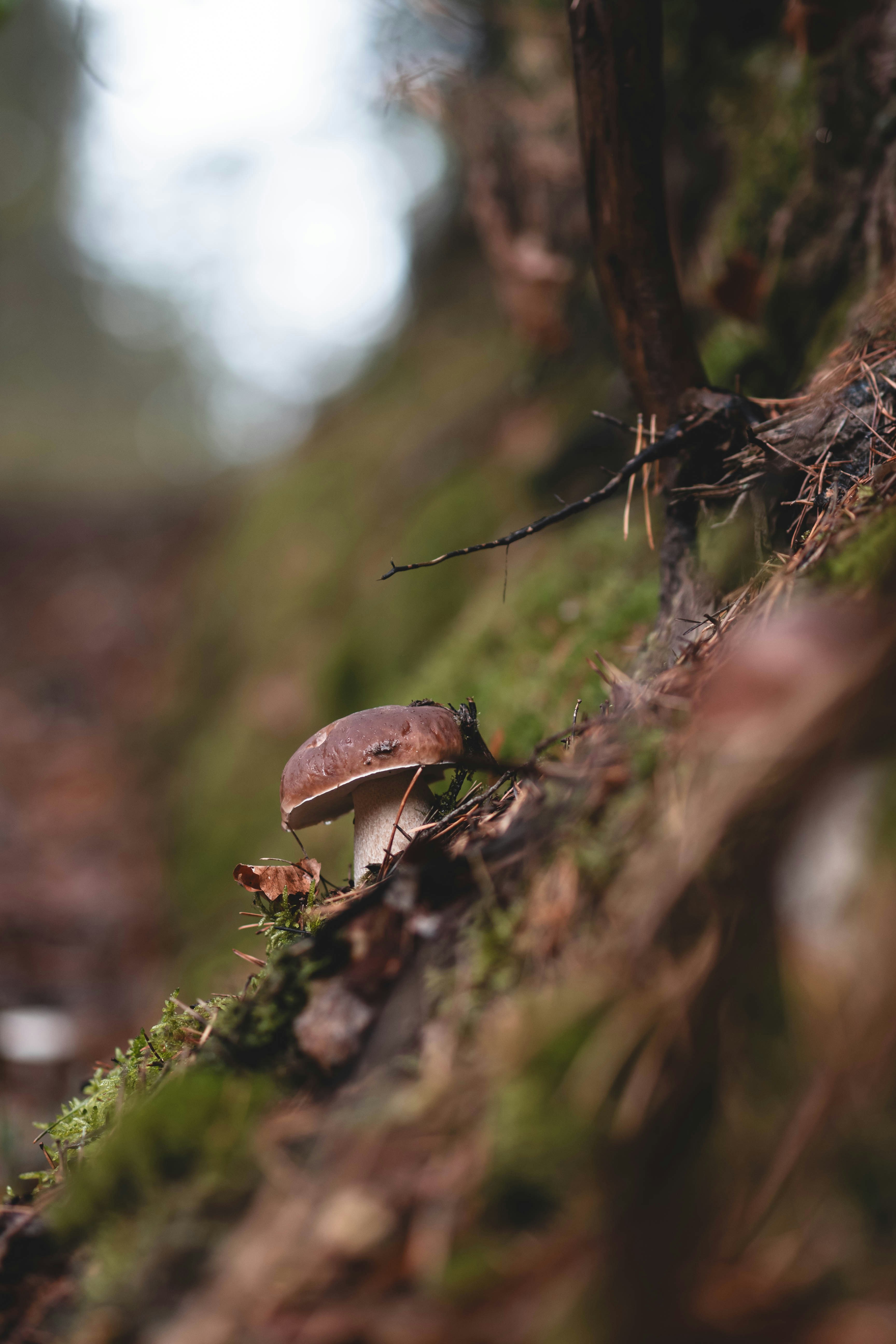 A mushroom growing on the side of a tree