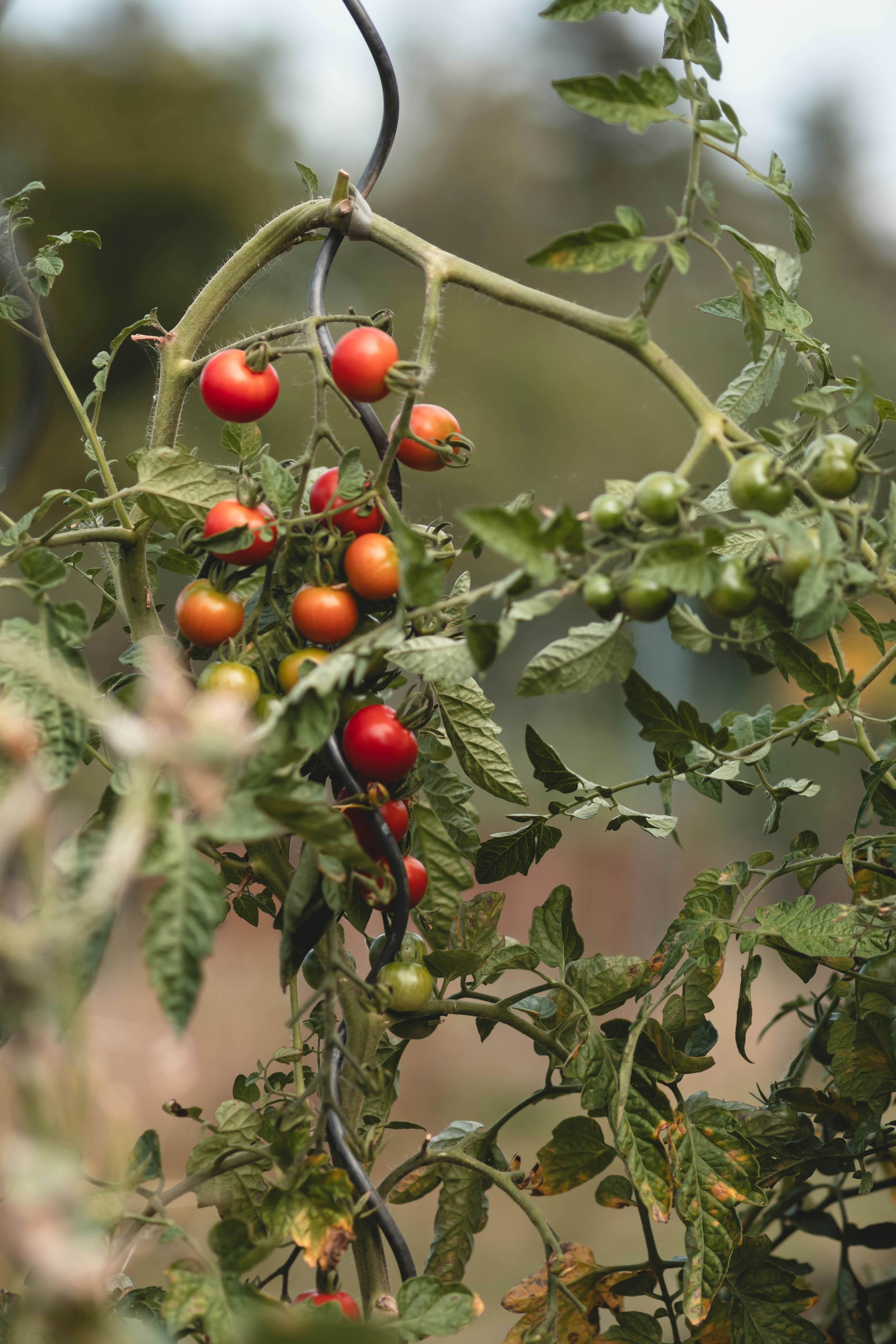 A photograph of a tomato plant with ripening red and orange fruit on a garden trellis. Leaves surround tangled vines against a soft-focused background.