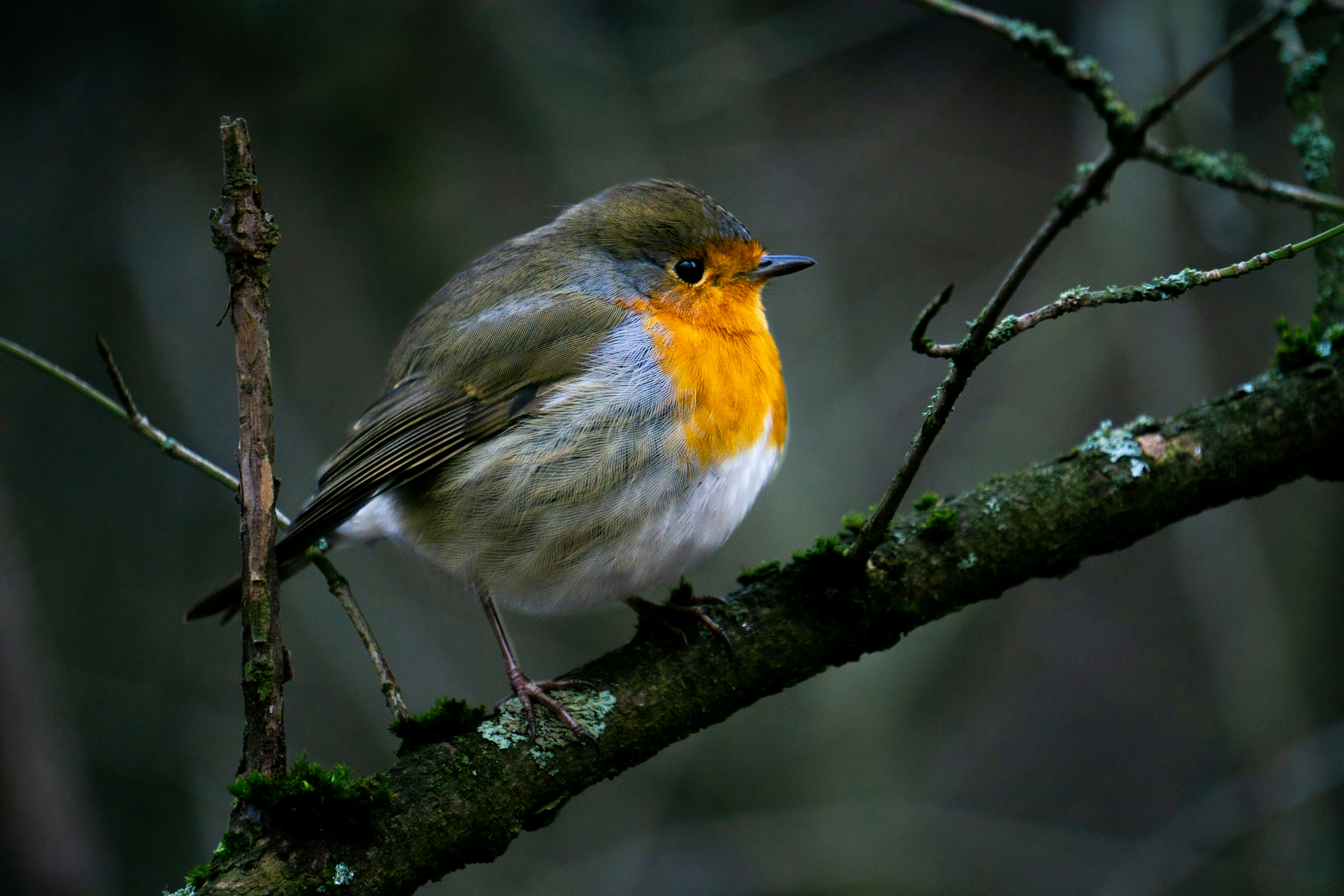 A small bird perched on a tree branch photo – Free Waldsee Image on ...