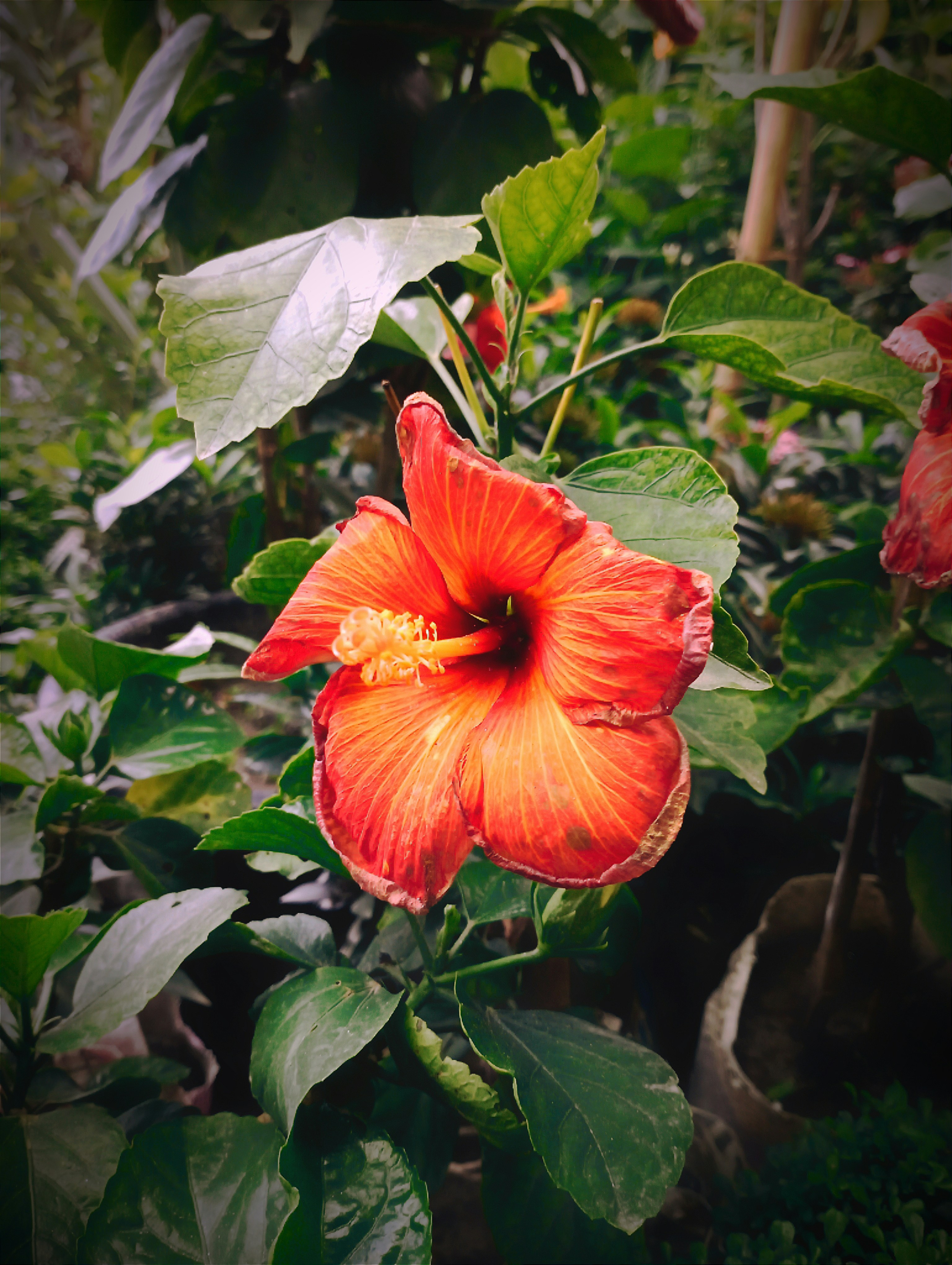 A red flower with green leaves around it