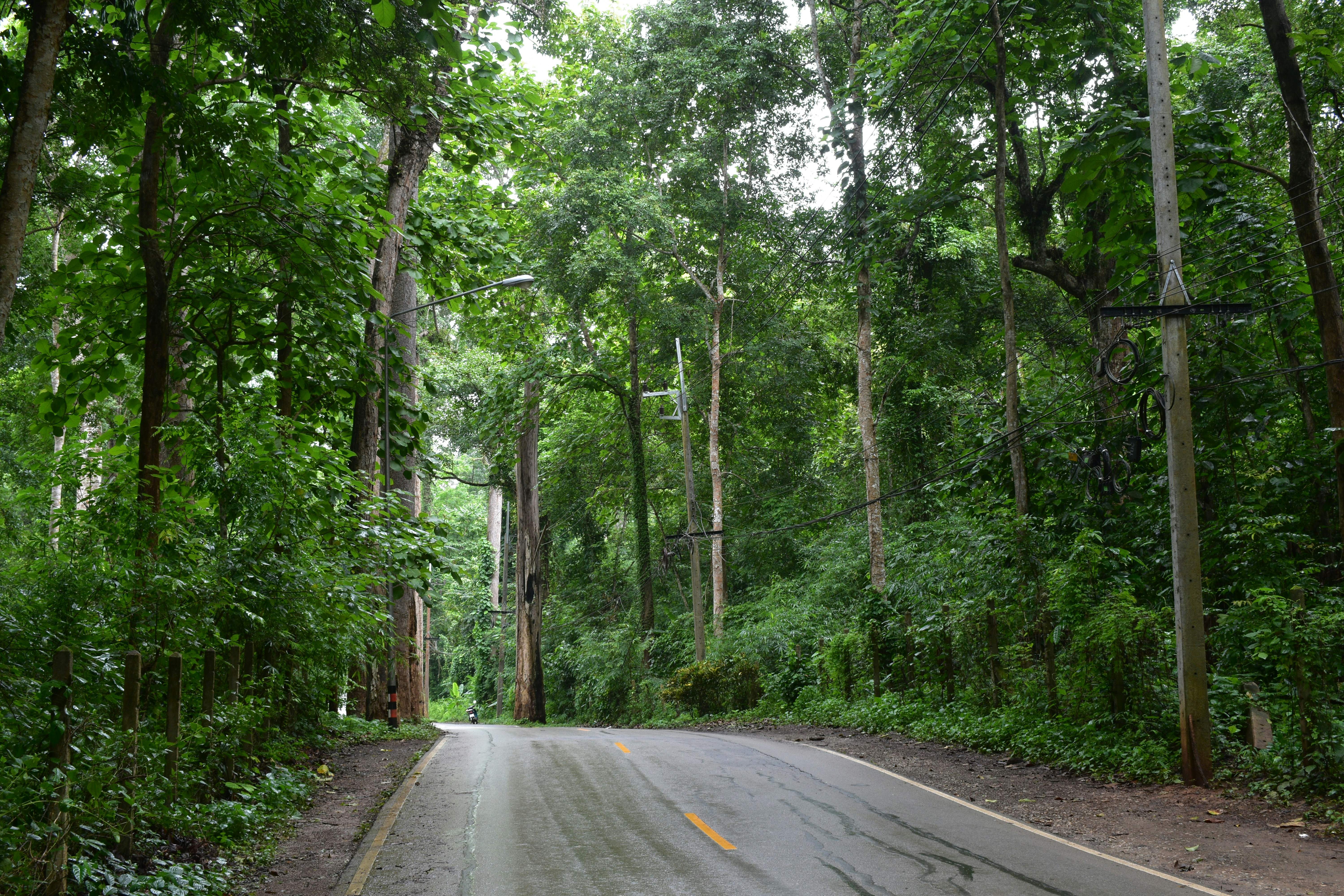 A road in the middle of a forest with lots of trees photo – Free Big ...