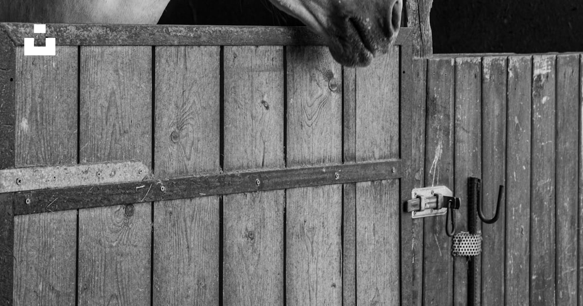 A horse sticking its head over a fence photo – Free Andalusian horse ... A horse sticking its head over a fence photo – Free Andalusian horse ...