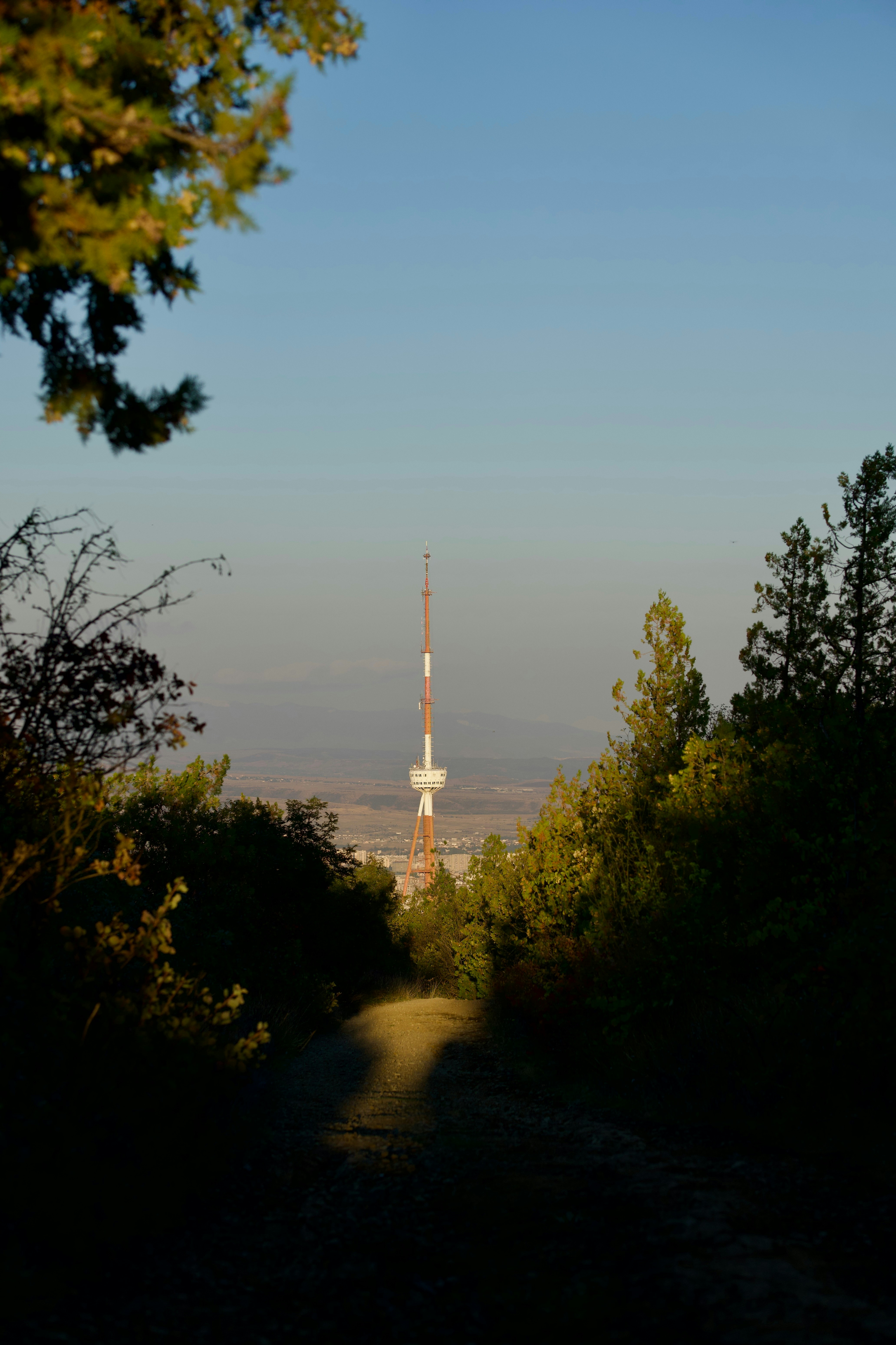 Tall communication tower framed by dense trees under clear blue sky.