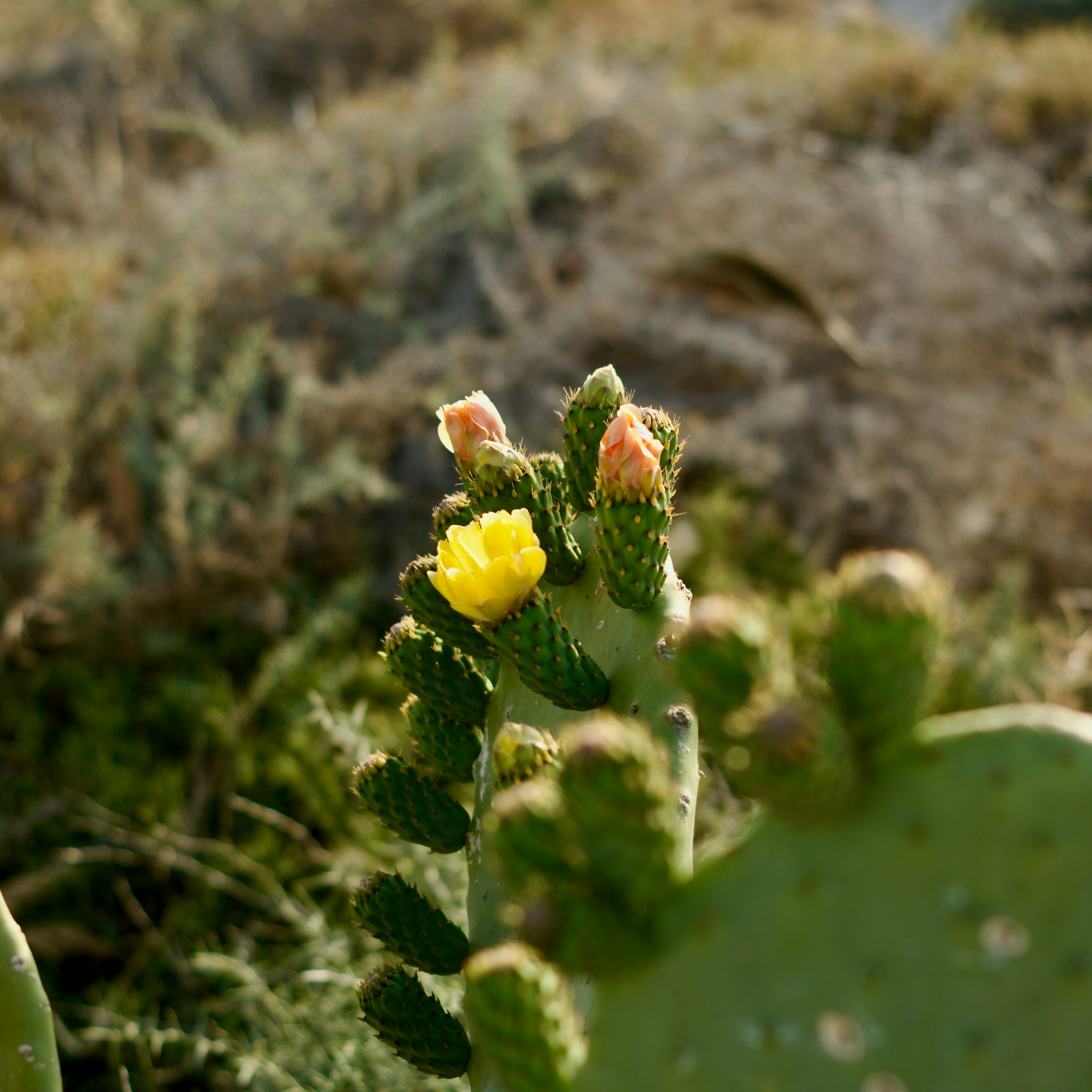 Desert Bloom: A Yellow Cactus Flower Against Scrubby Silence
