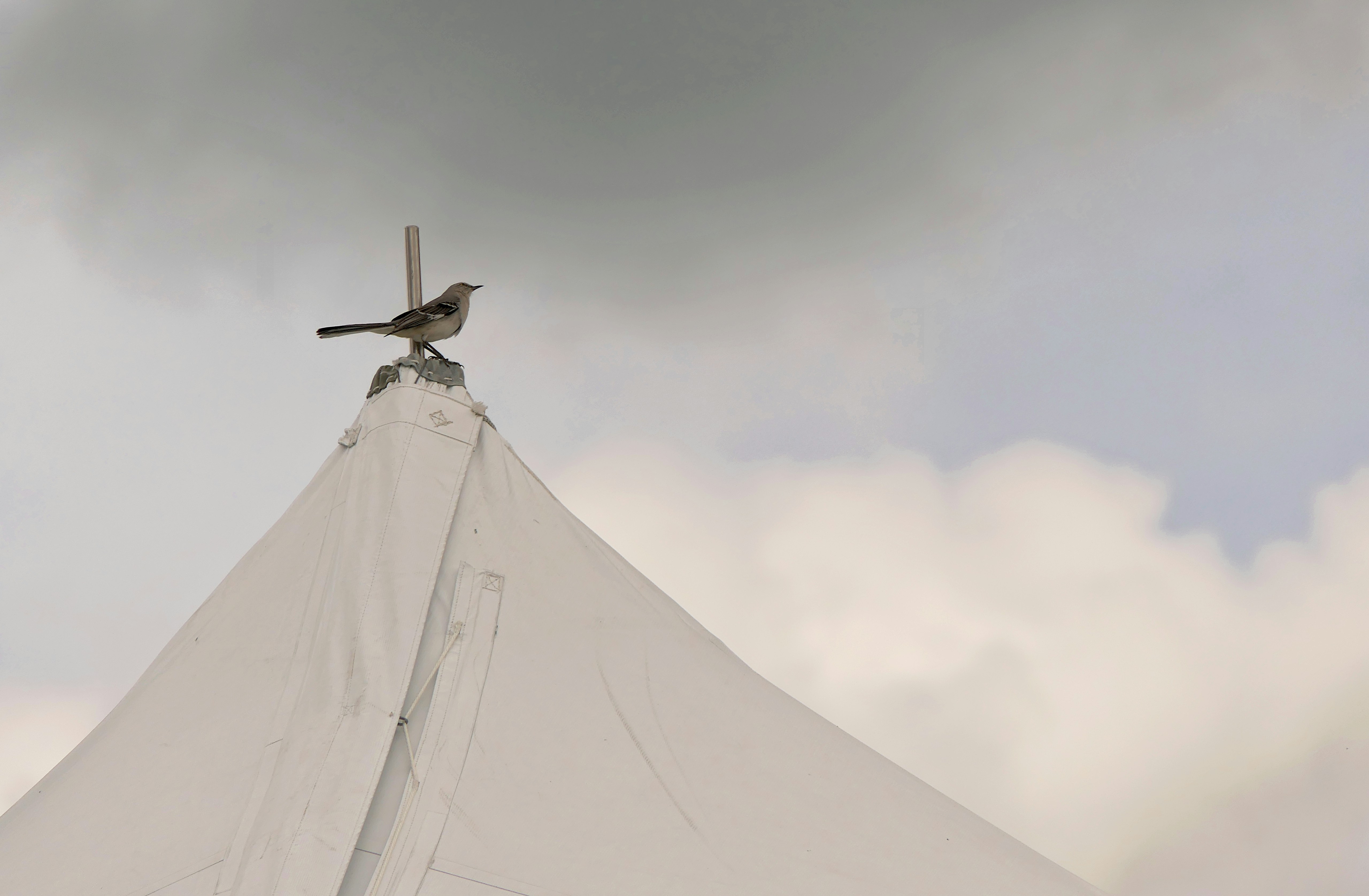 Perched Observer: A lone bird atop a white tent peak under muted clouds