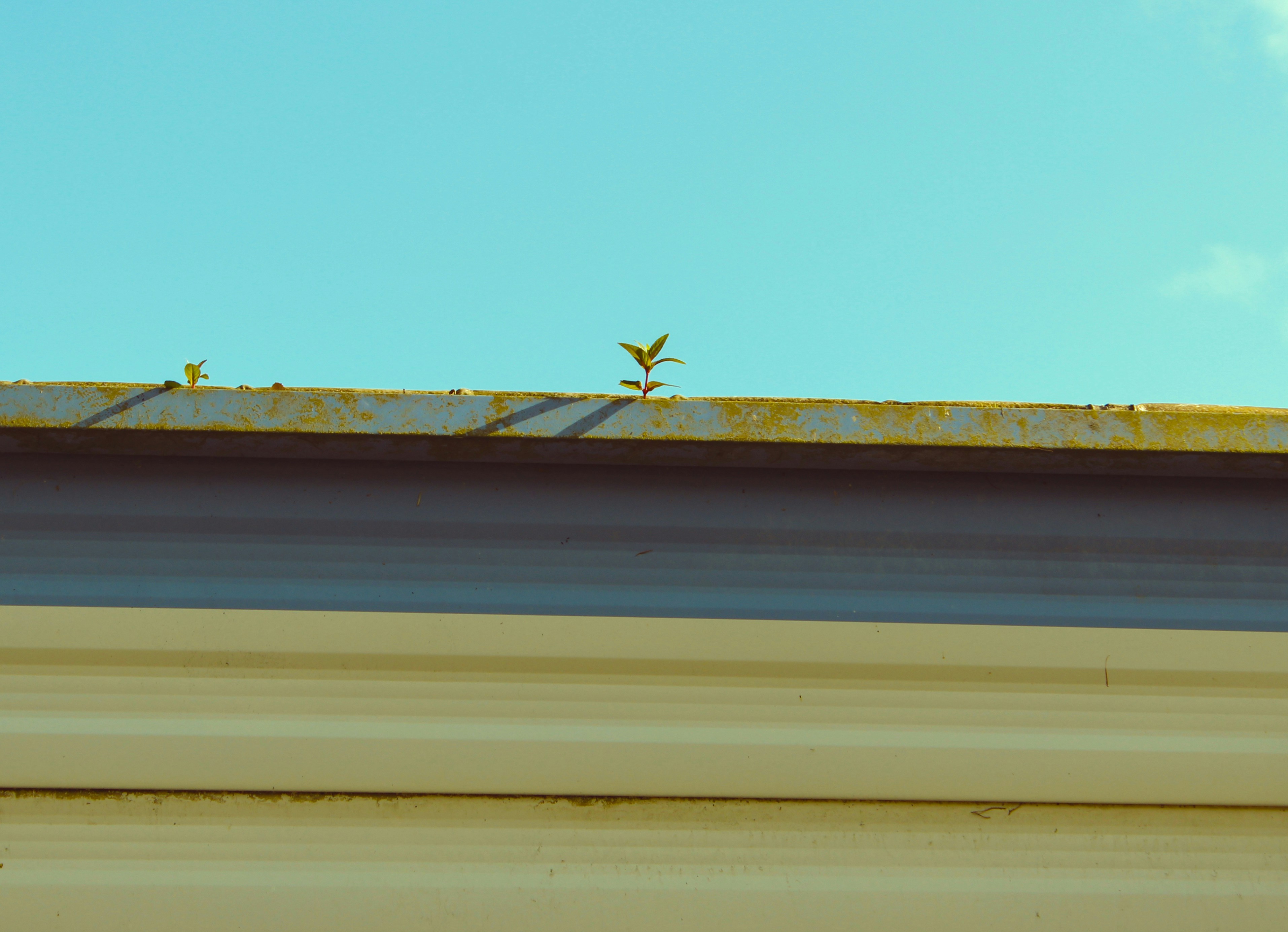 Sprouts on a Rusted Roofline Beneath a Cyan Sky
