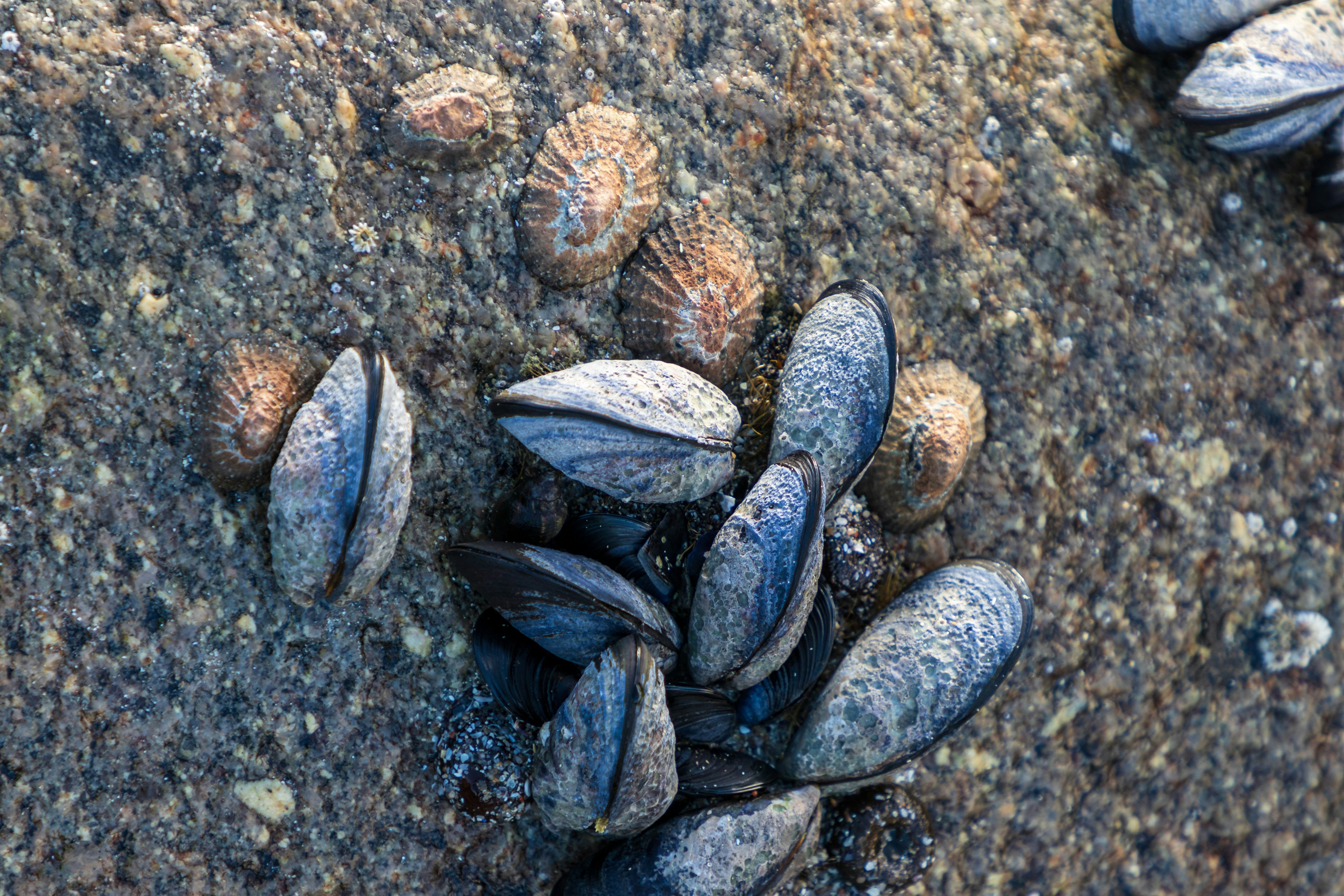 A bunch of shells that are on the ground photo – Free Paternoster Image ...