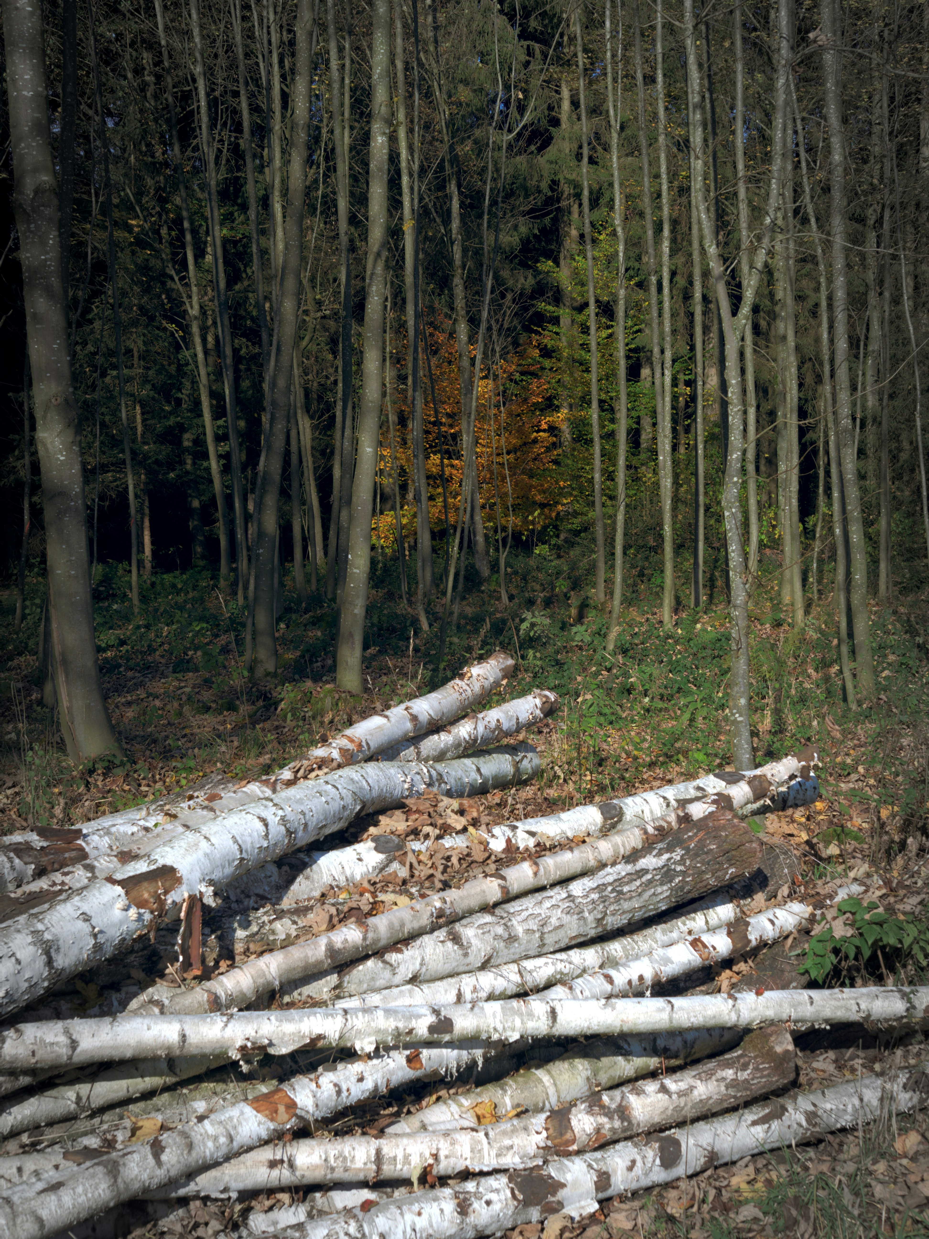Birch Log Cascade Framing an Autumn Forest
