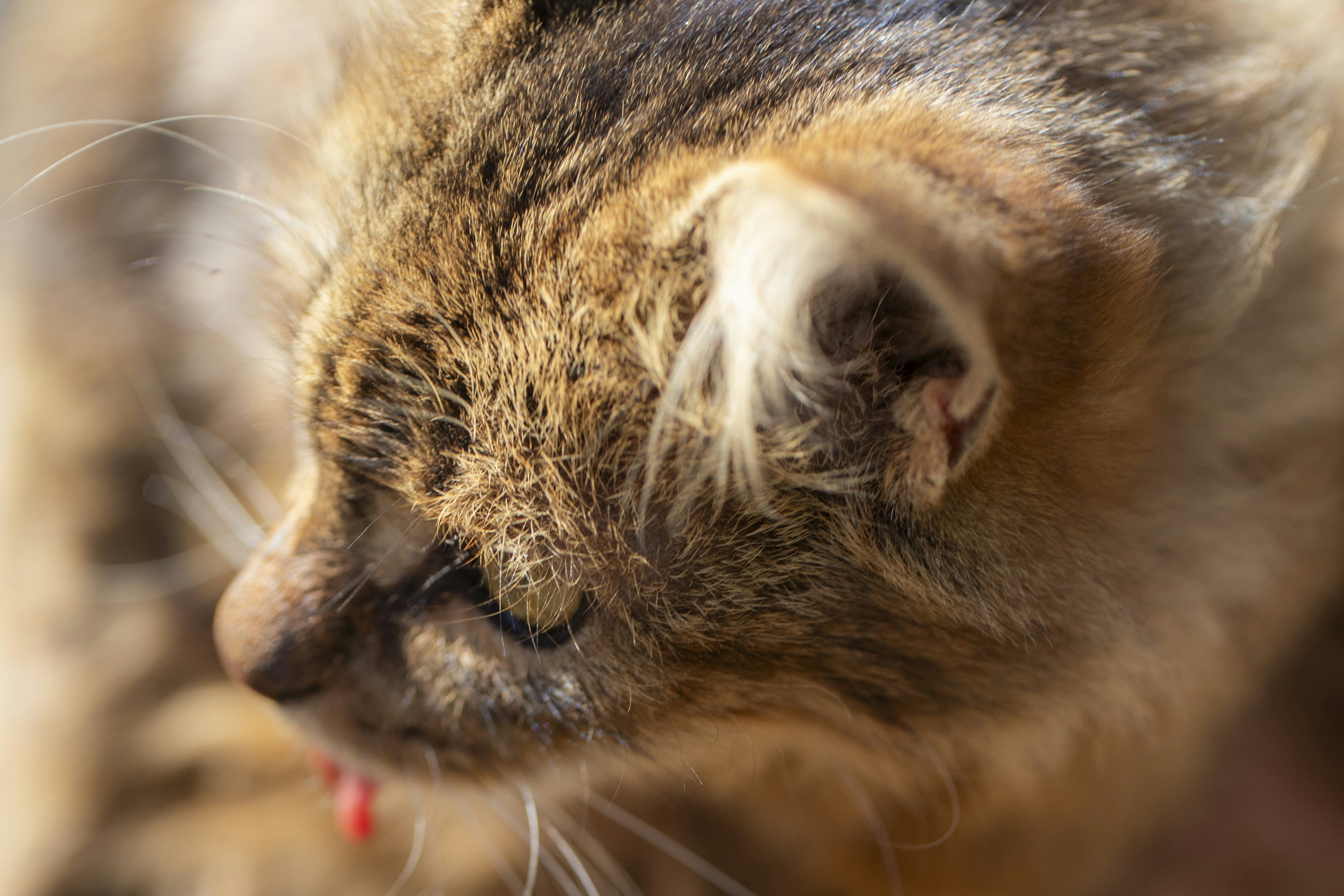Whiskers in Focus: A Sunlit Tabby Close-Up Portrait