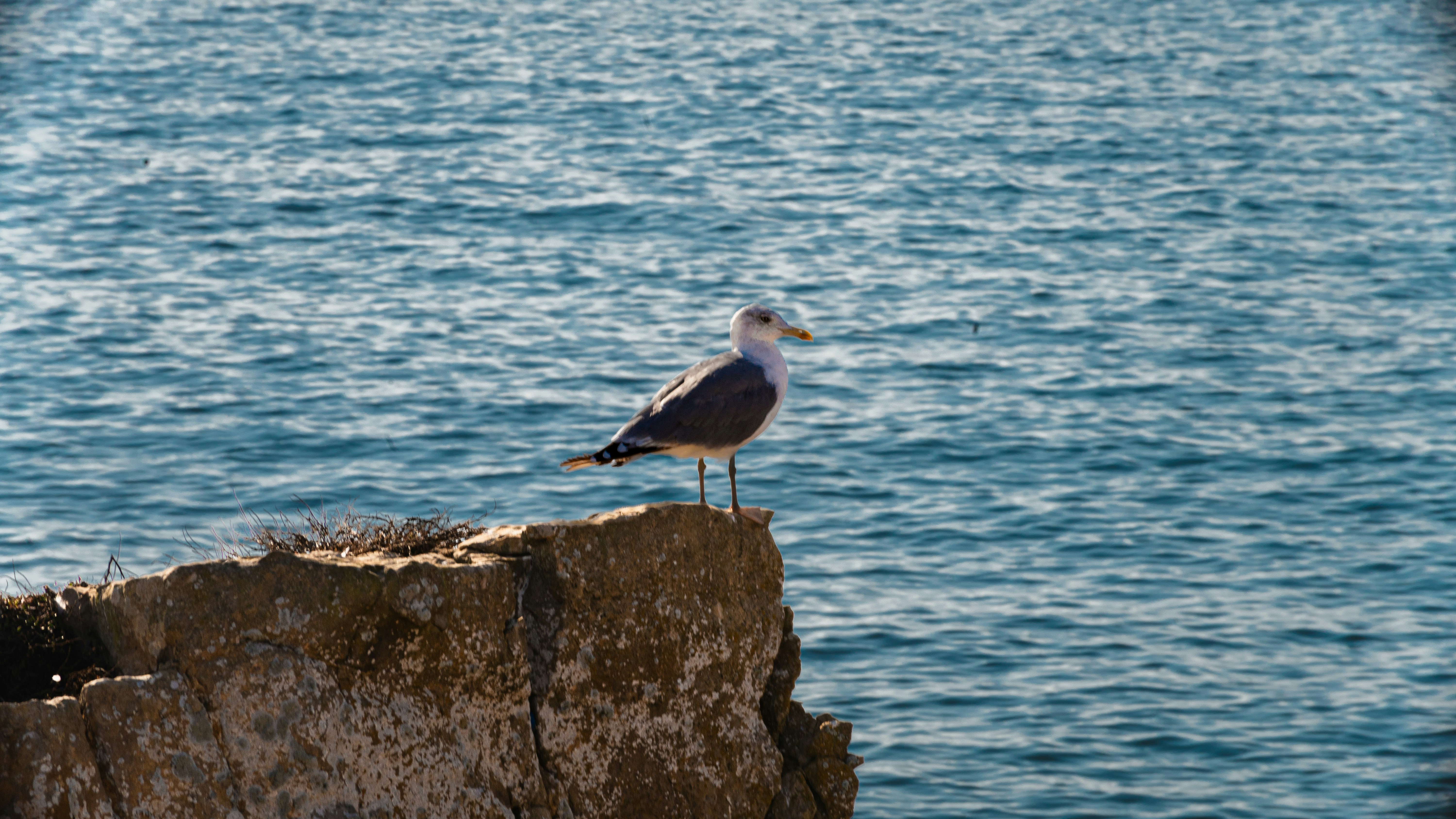 Gull on the Edge: A Quiet Moment on Weathered Stone