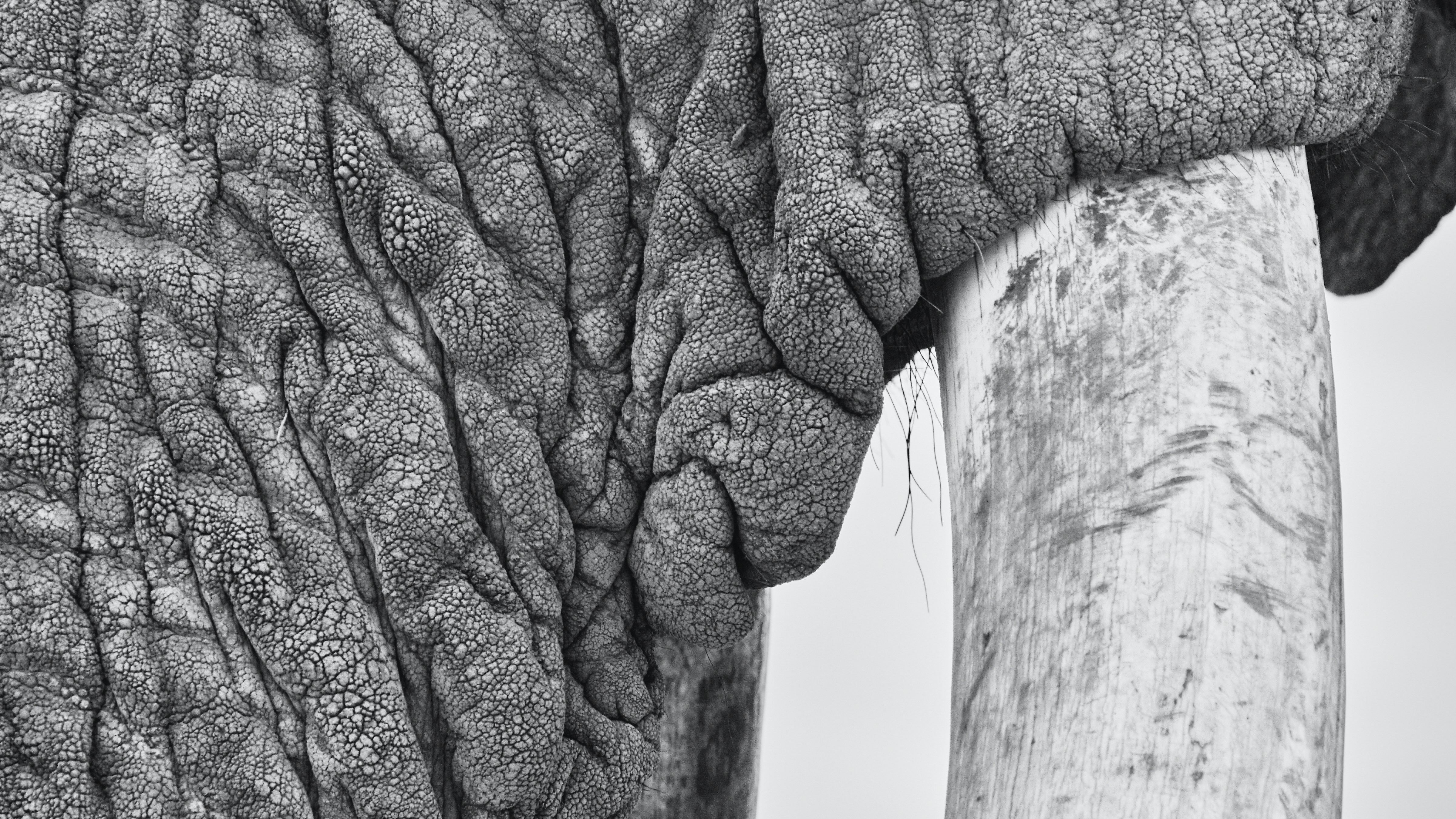 A close up of an elephant's face and trunk