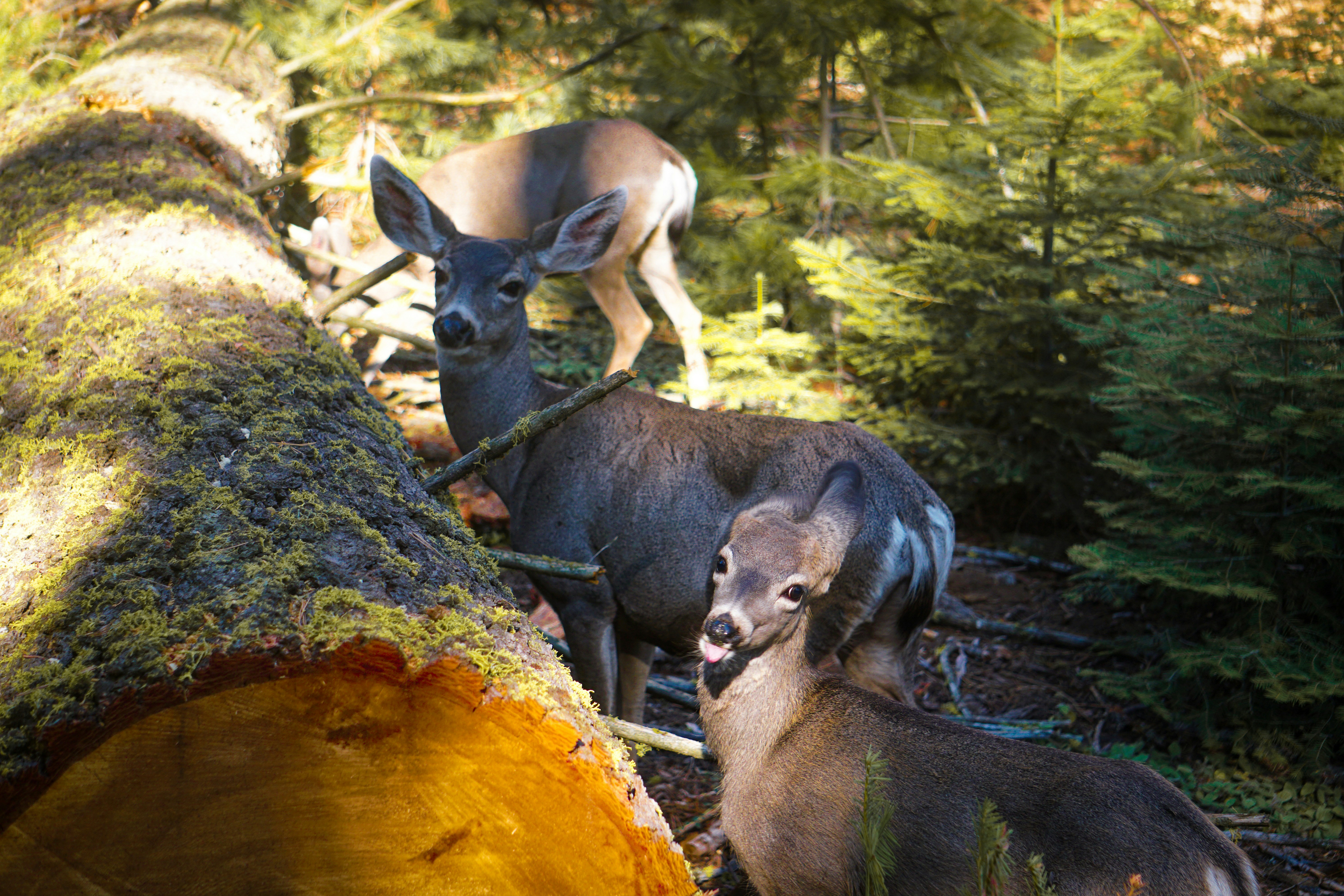Two deer standing next to each other in a forest photo – Free Deer ...