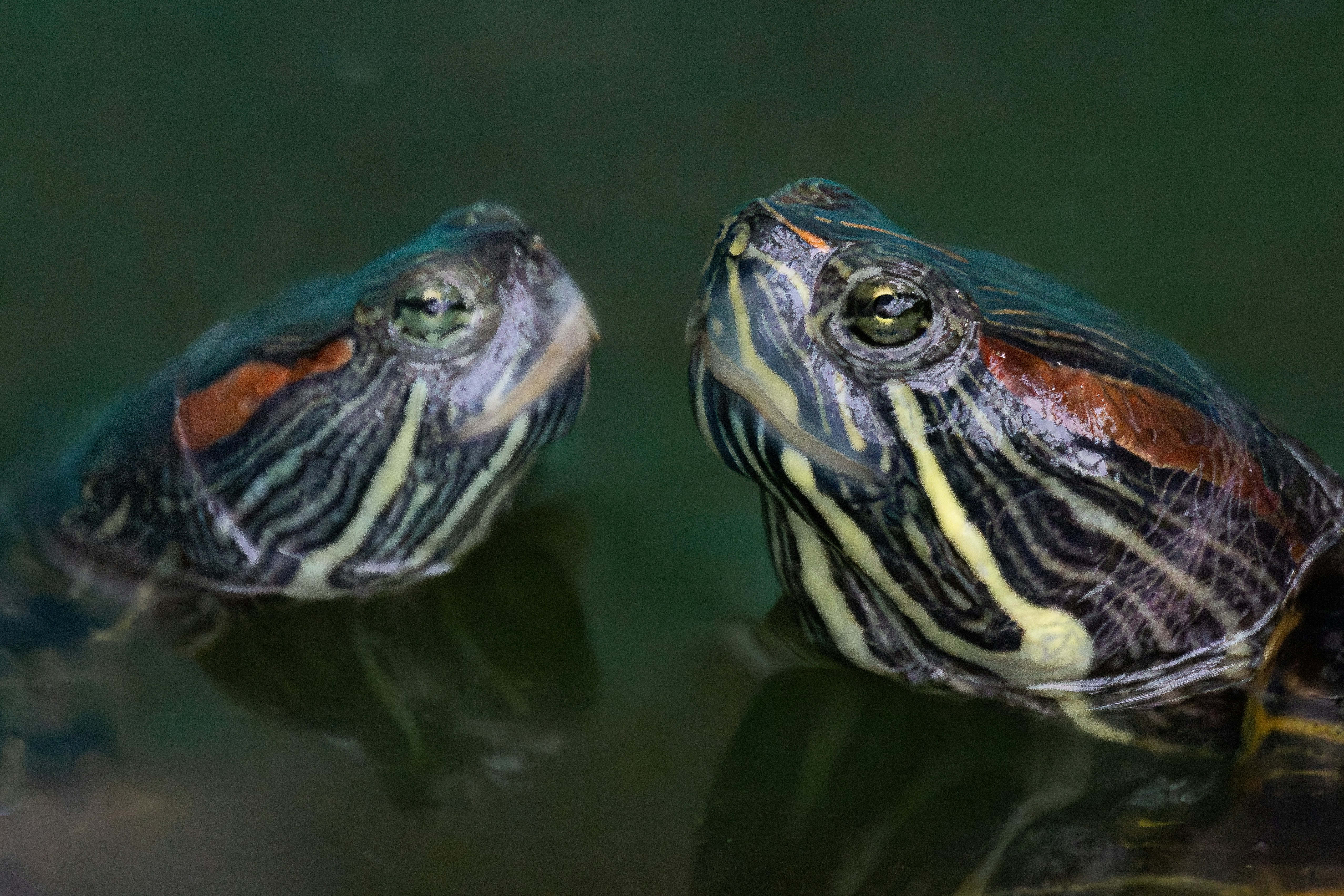 A couple of turtles sitting on top of a body of water photo – Free ...
