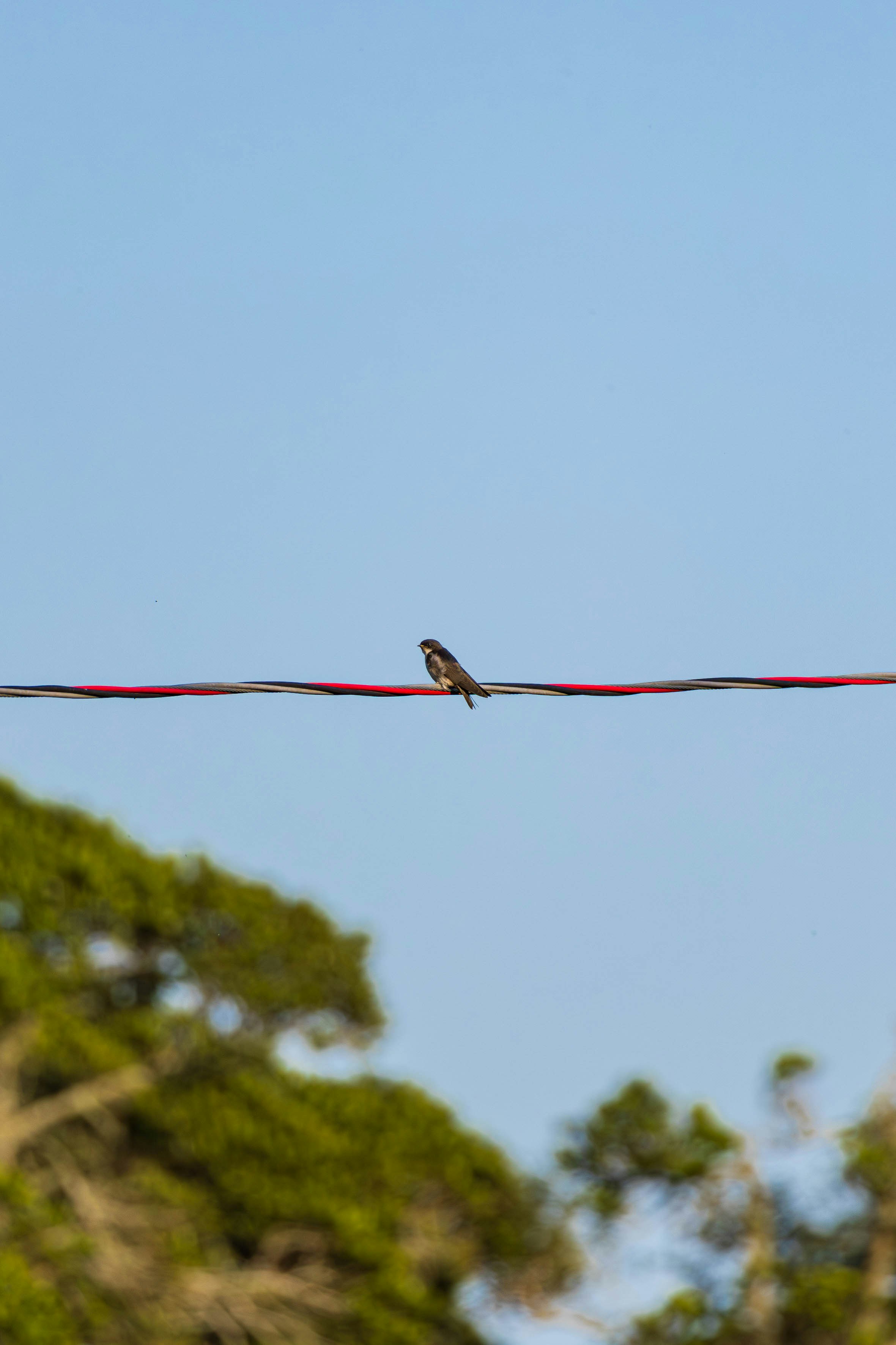 Red-Trimmed Wire, Lone Bird: Quiet Vigil under a Clear Blue Sky