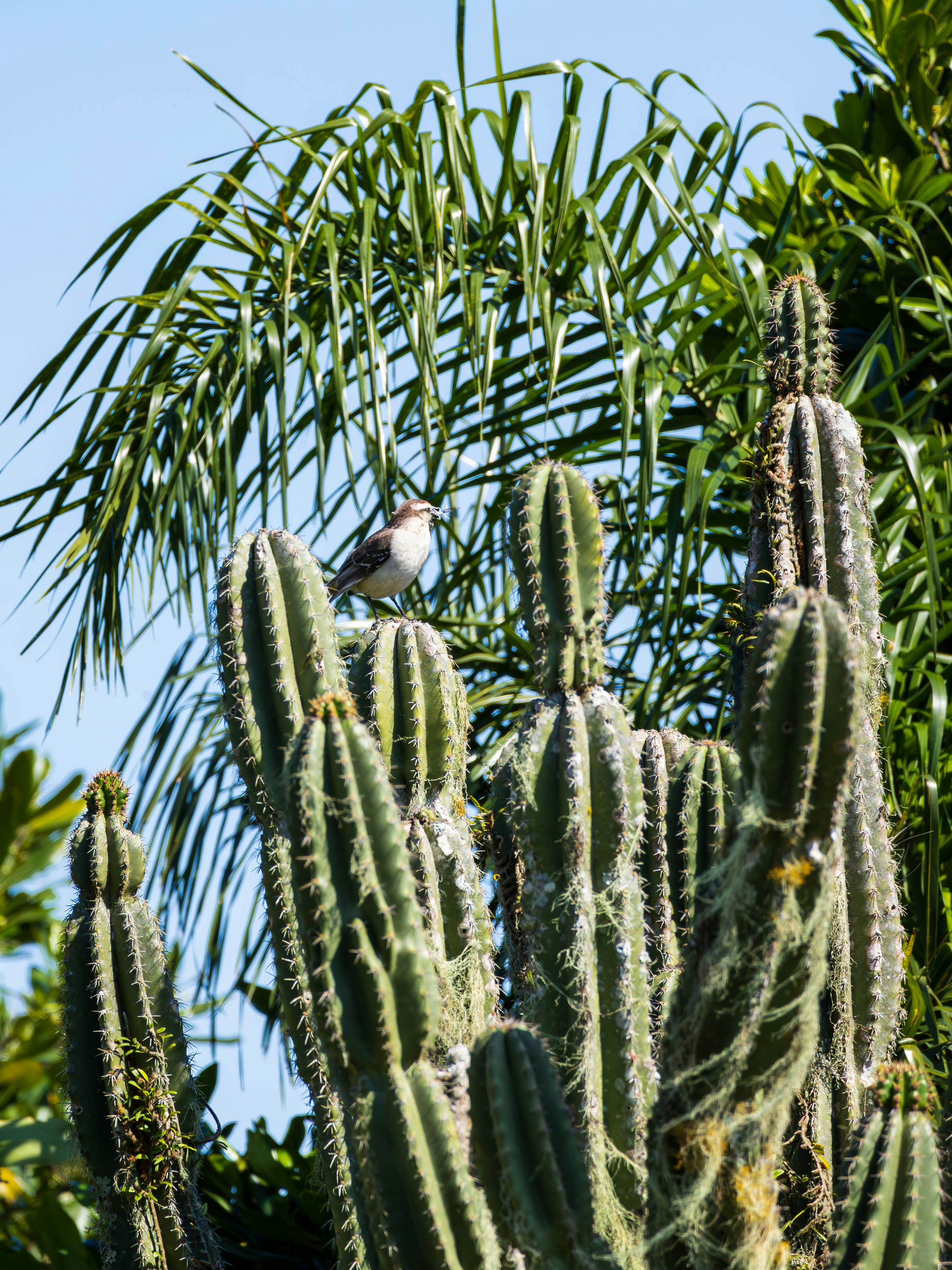 A bird perched on top of a cactus tree