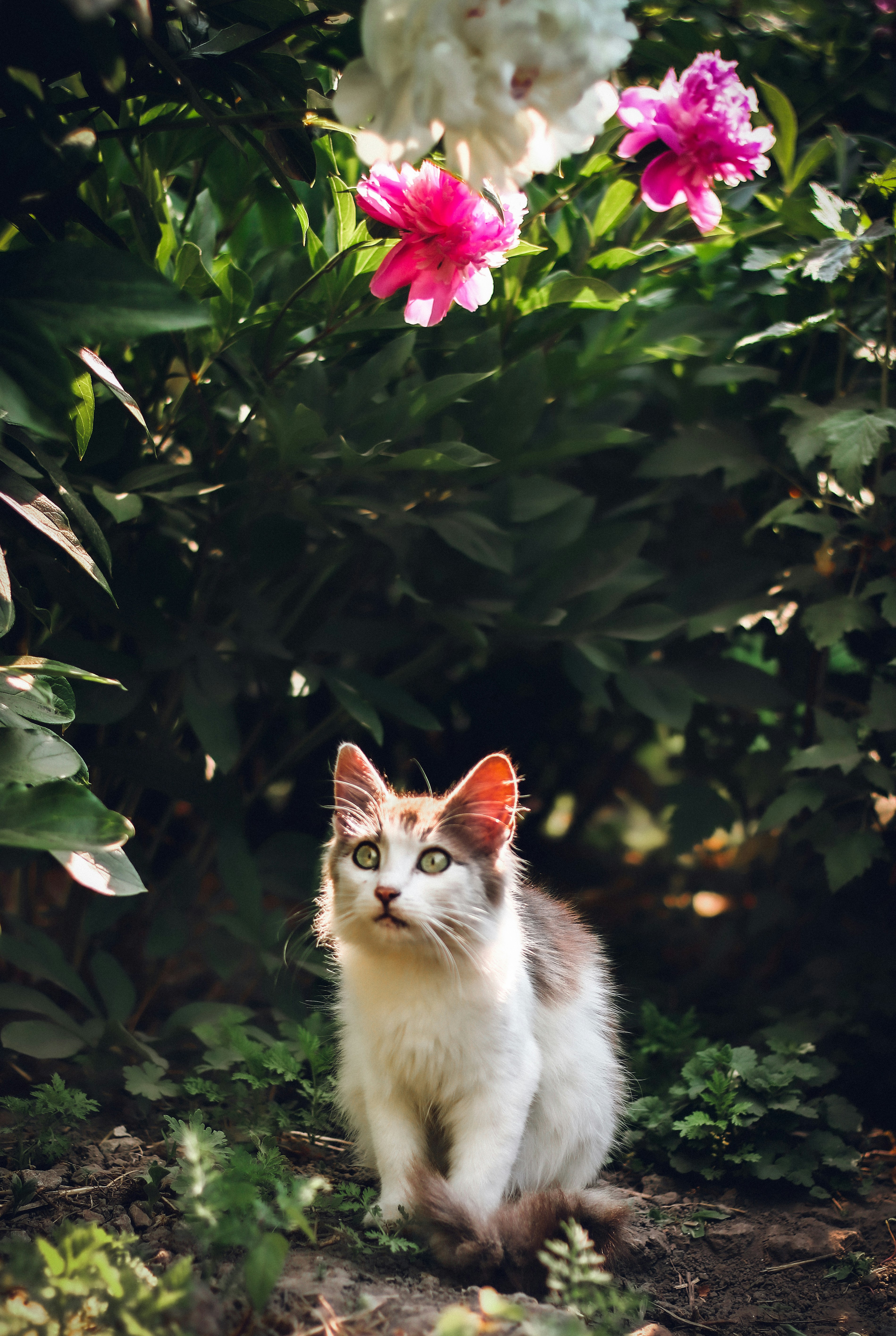 Whiskered Sentinel Beneath a Blooming Canopy