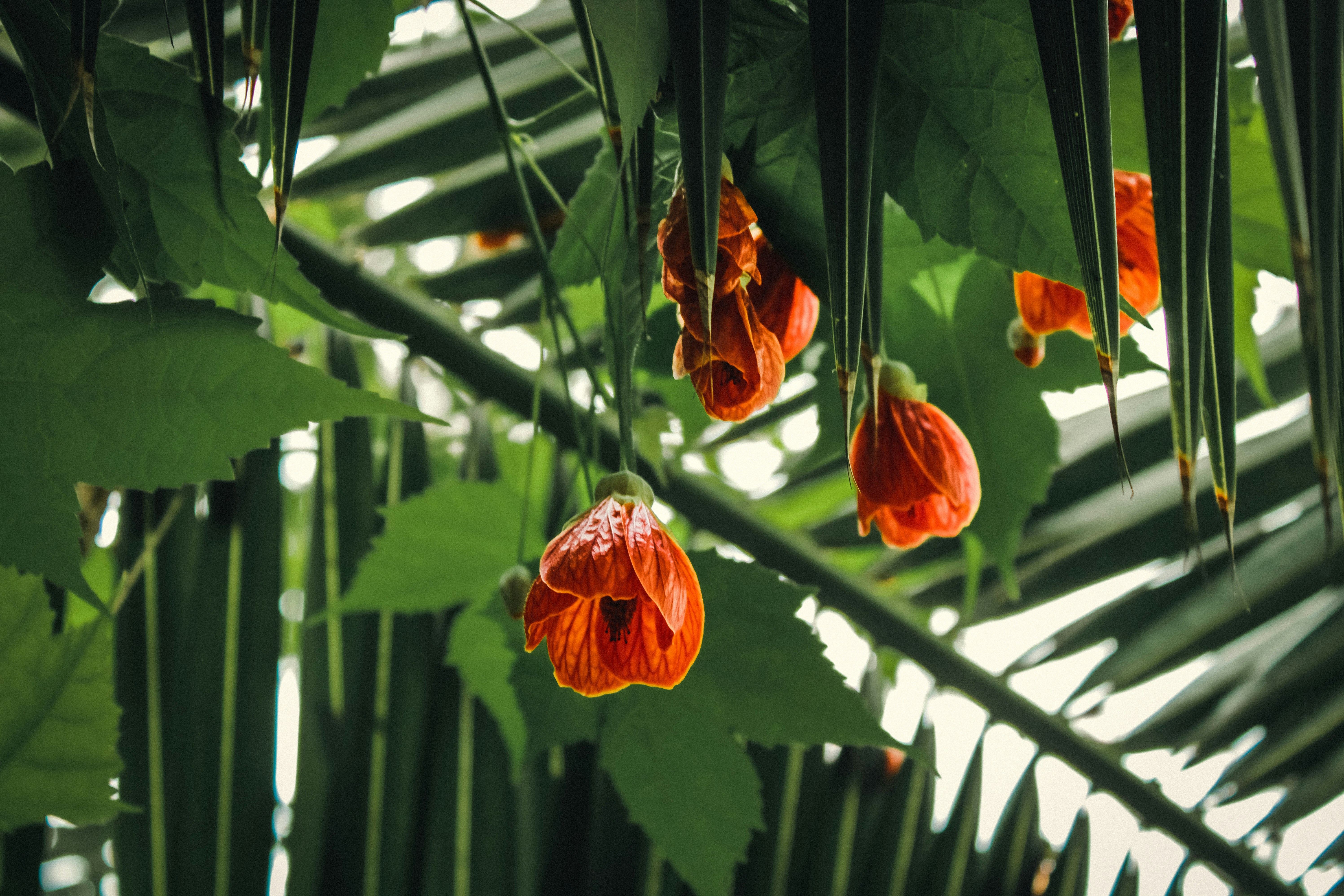 Papery orange lanterns glint through tropical greens