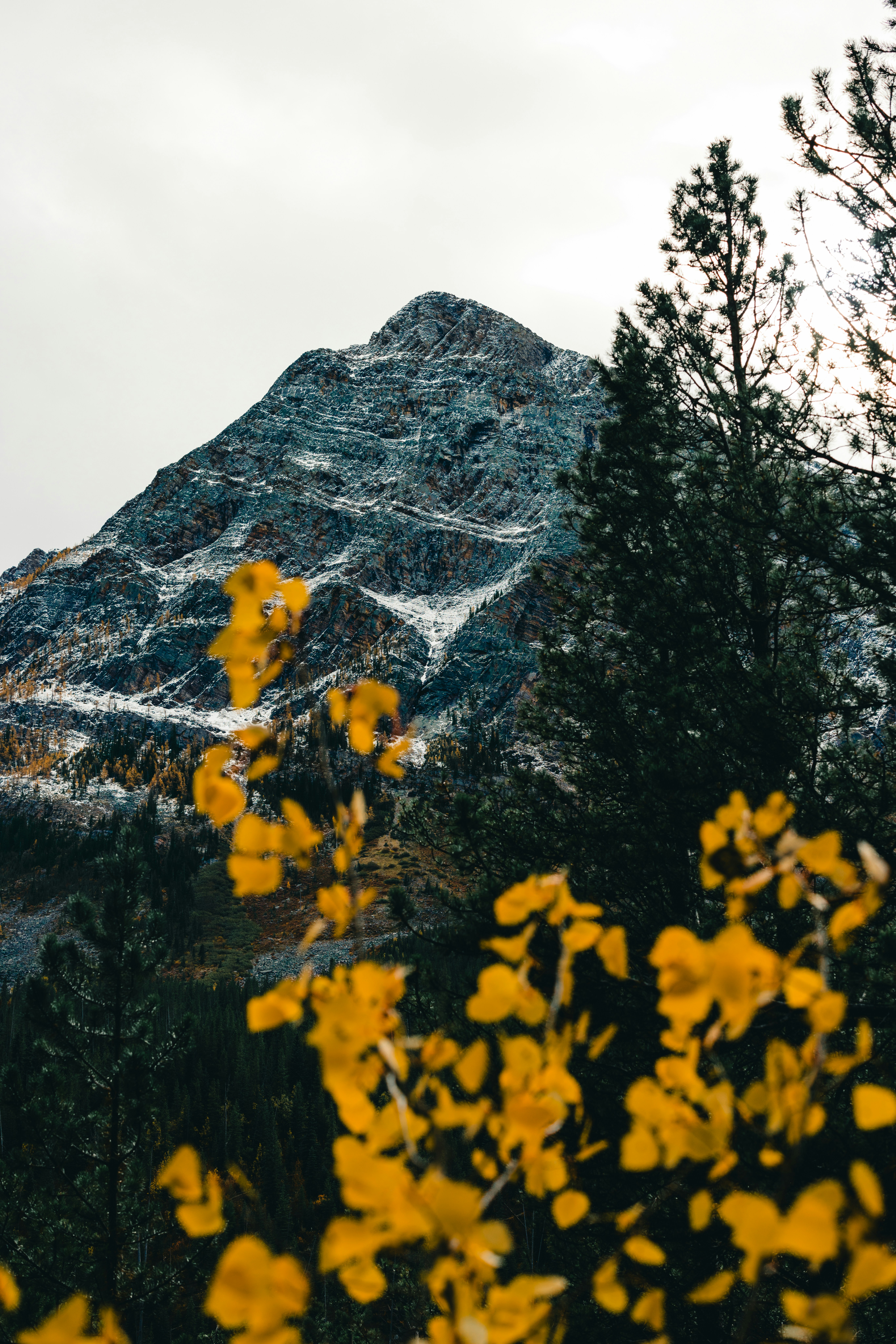Golden Foreground, Snow-Dusted Summit: A Mountain Scene