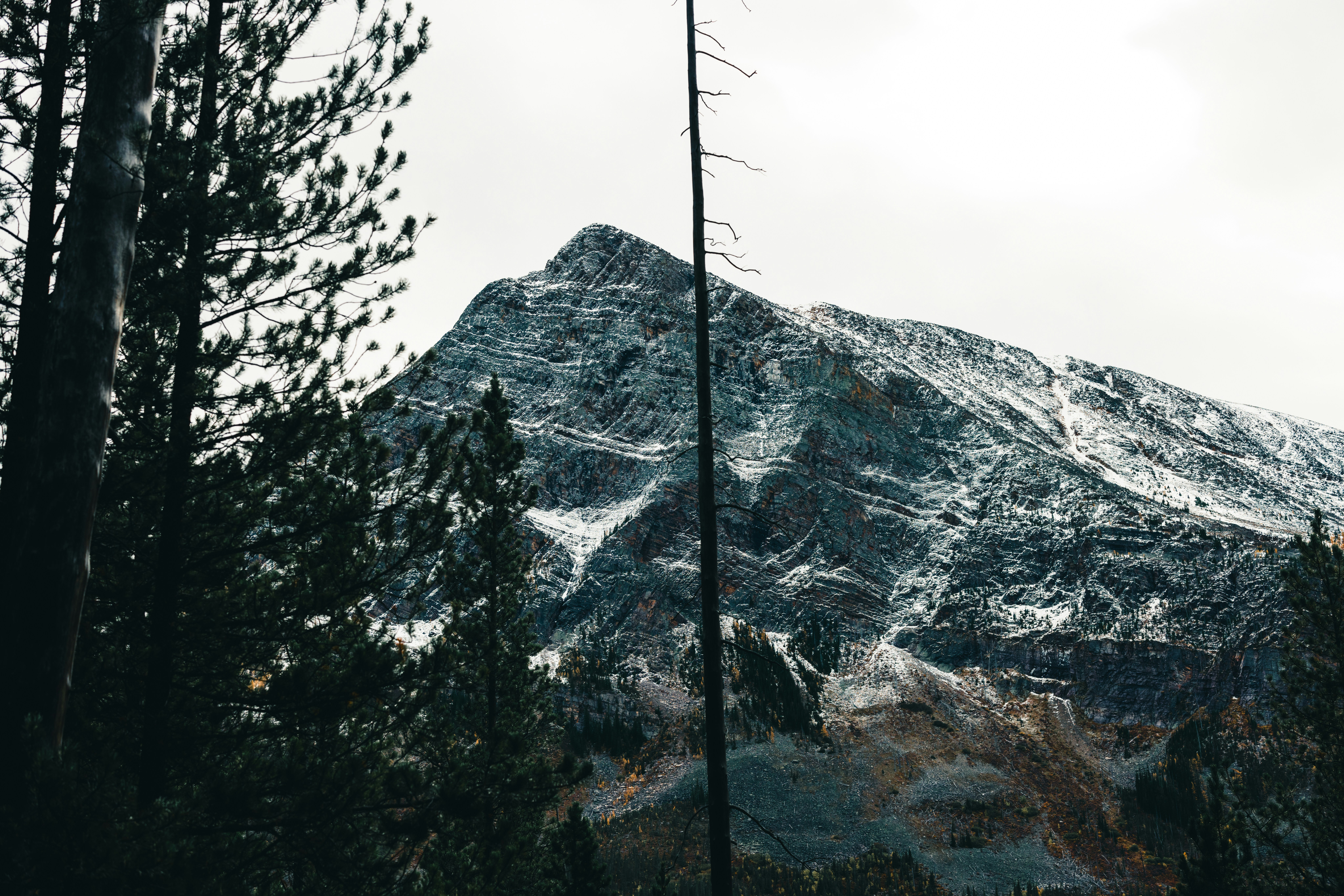 Midwinter Crest Between Silent Pines